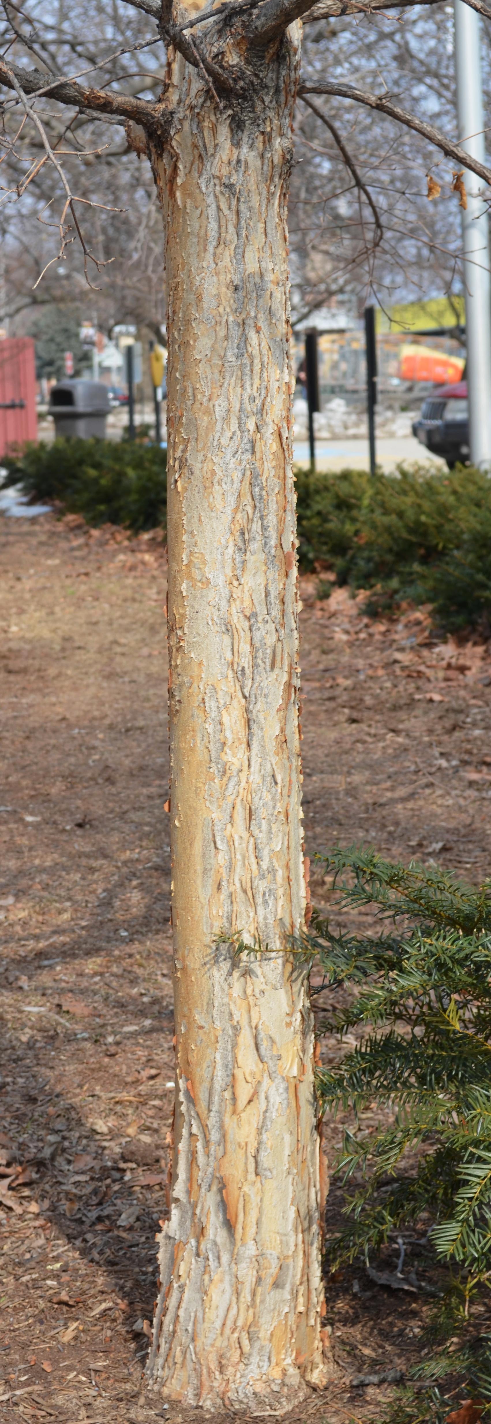 Acer triflorum – Purdue Arboretum Explorer