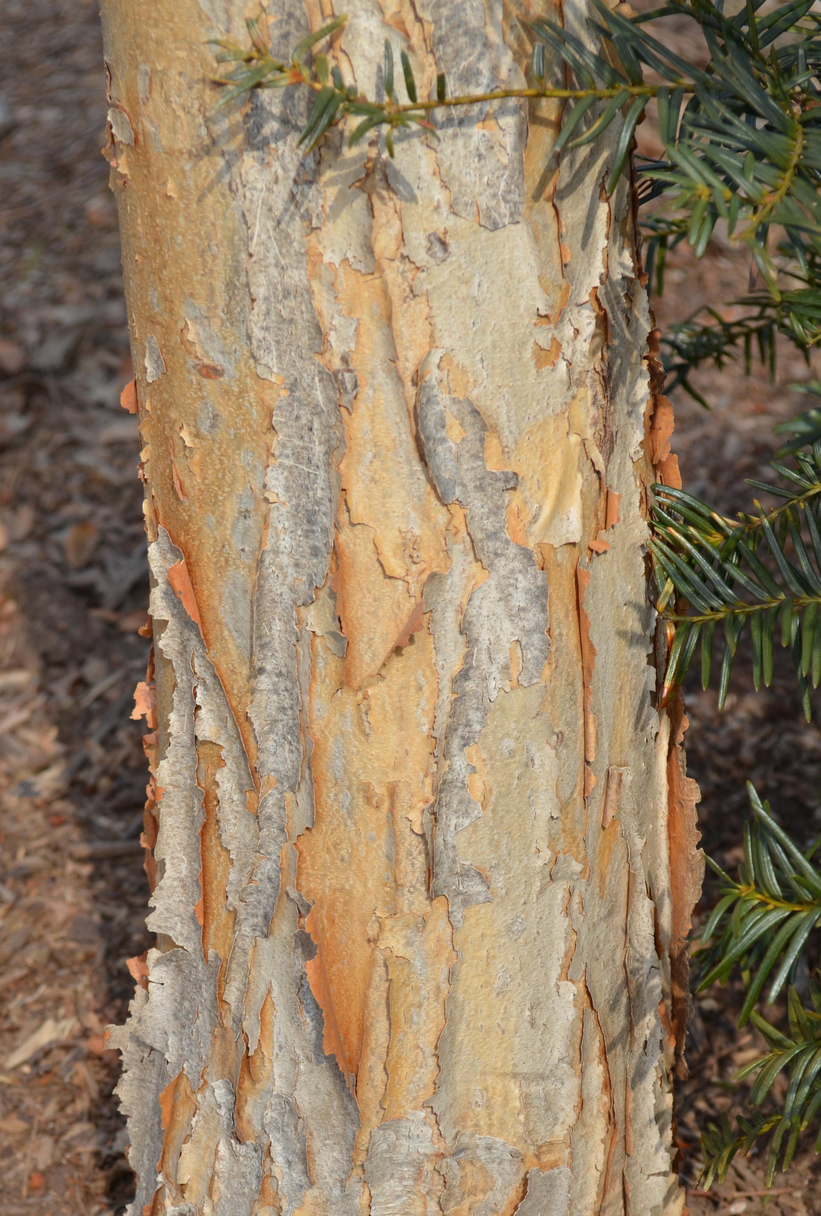 Acer triflorum – Purdue Arboretum Explorer