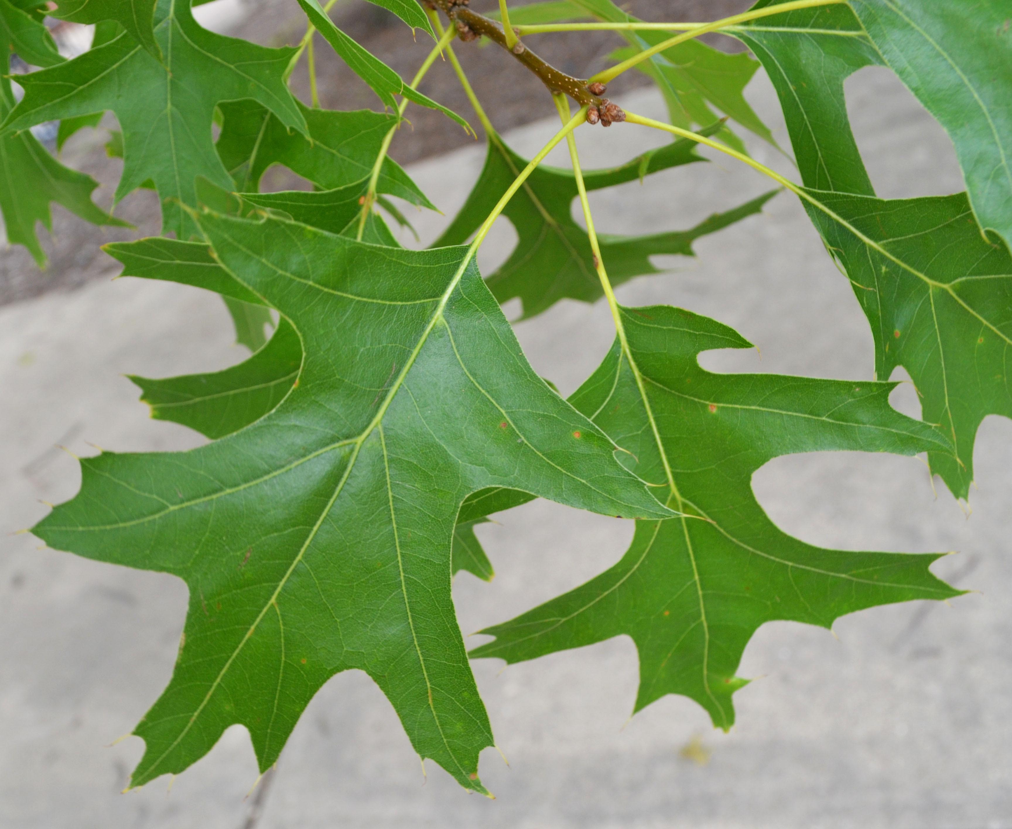 Quercus palustris – Purdue Arboretum Explorer
