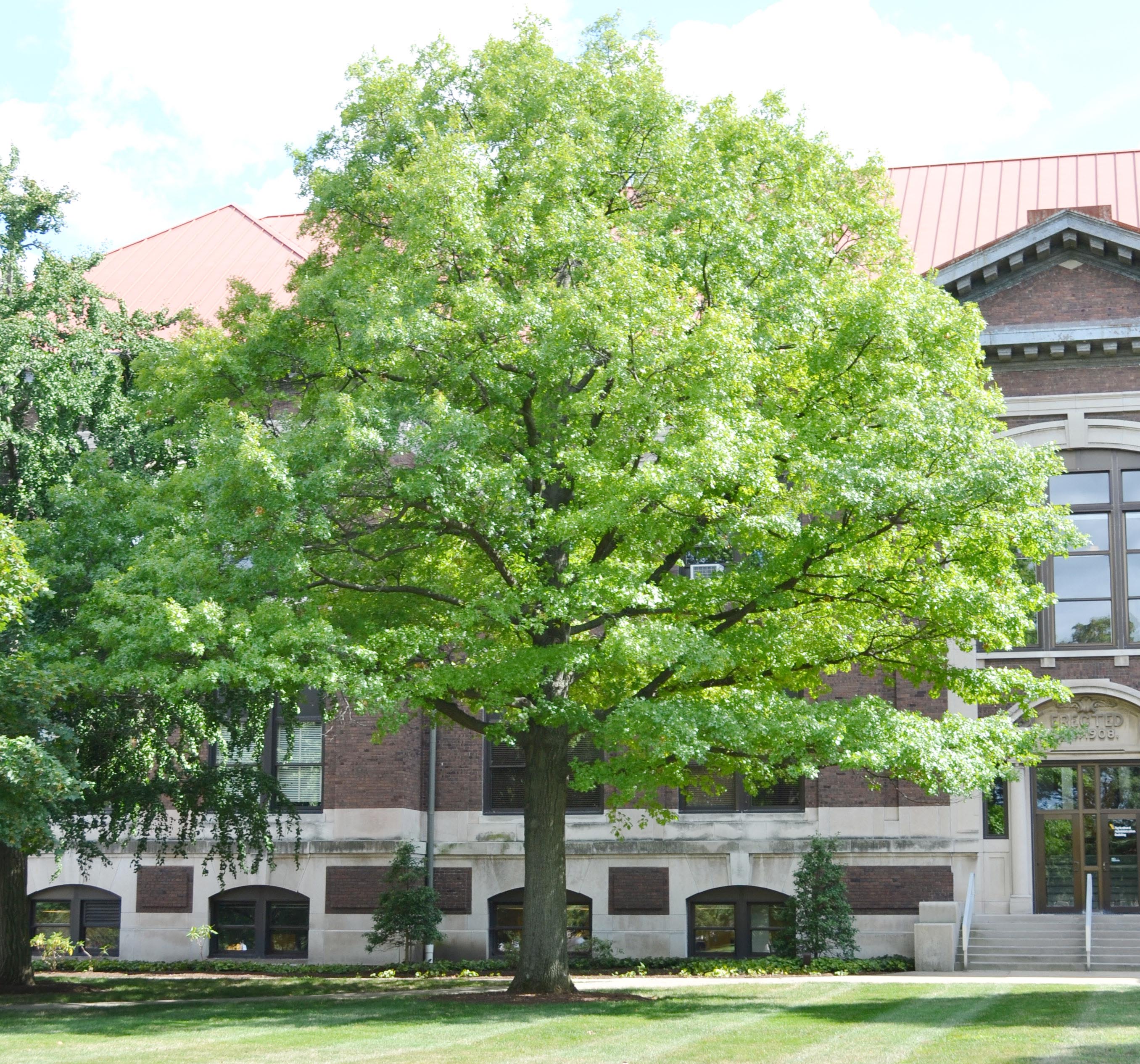 Quercus palustris – Purdue Arboretum Explorer