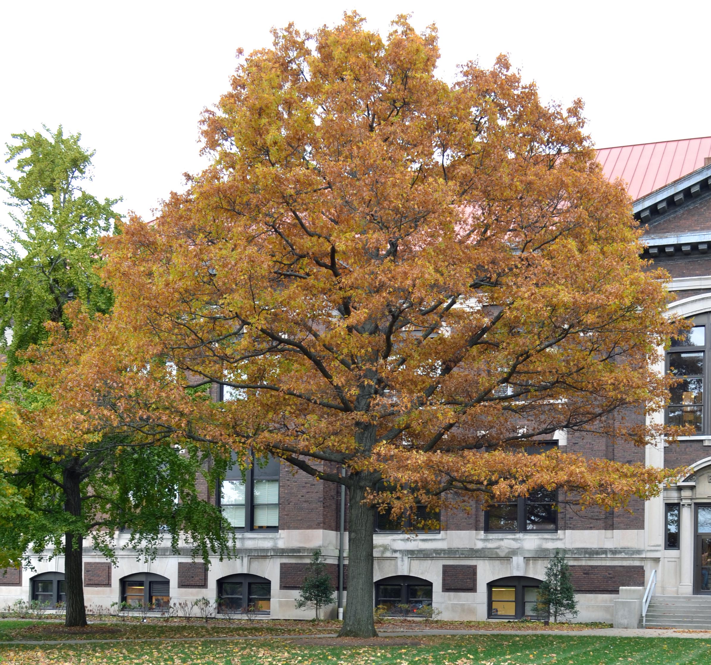 Quercus palustris – Purdue Arboretum Explorer