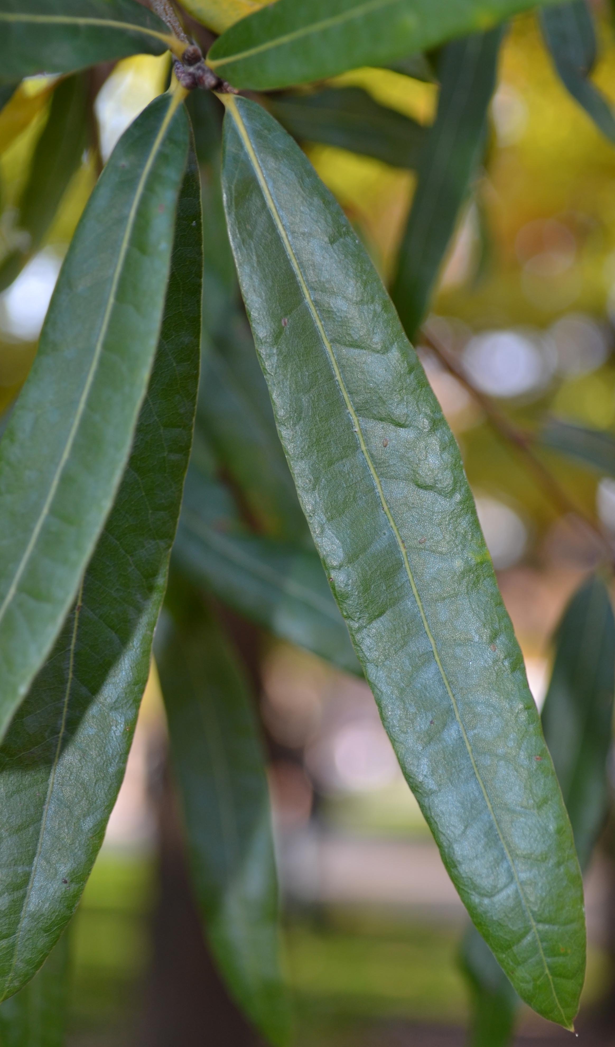 Quercus phellos – Purdue Arboretum Explorer