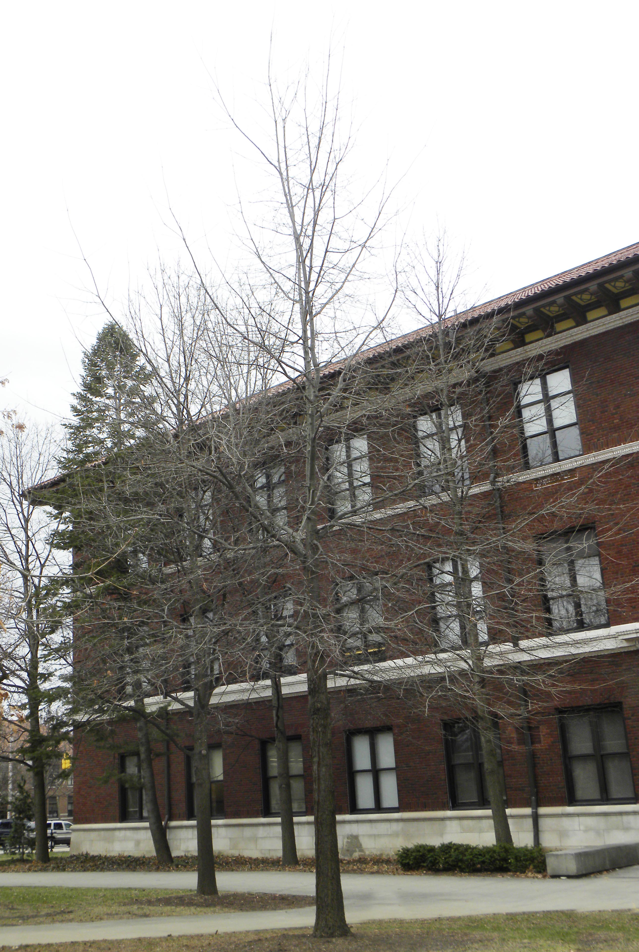 Quercus phellos – Purdue Arboretum Explorer