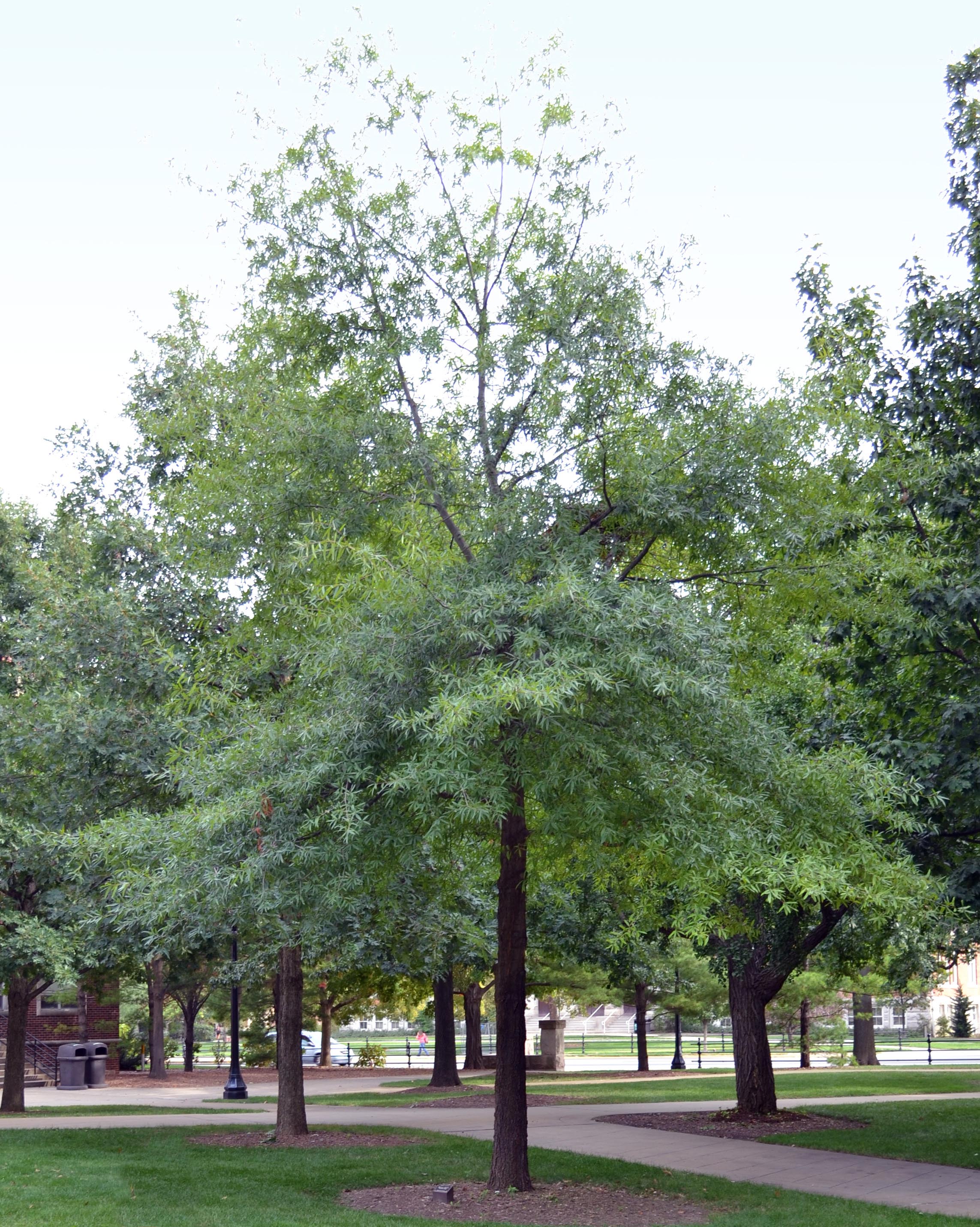 Quercus phellos – Purdue Arboretum Explorer