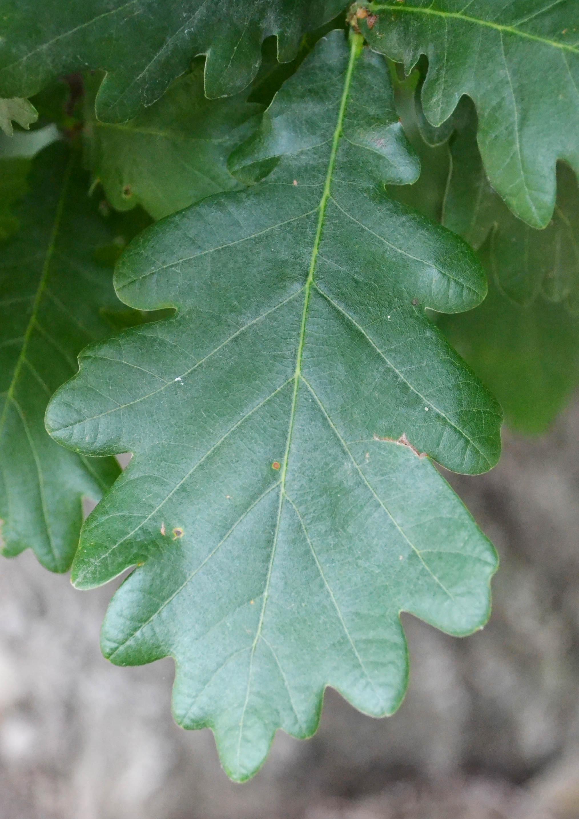 Quercus robur ‘Fastigiata’ – Purdue Arboretum Explorer