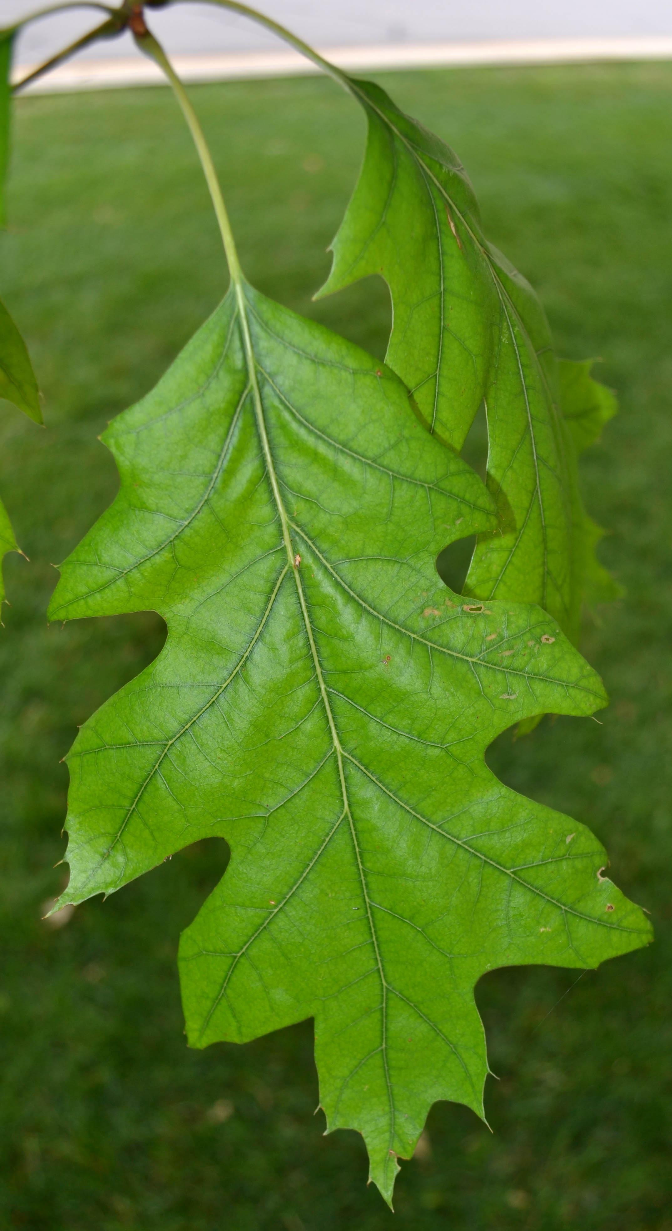 Quercus rubra – Purdue Arboretum Explorer