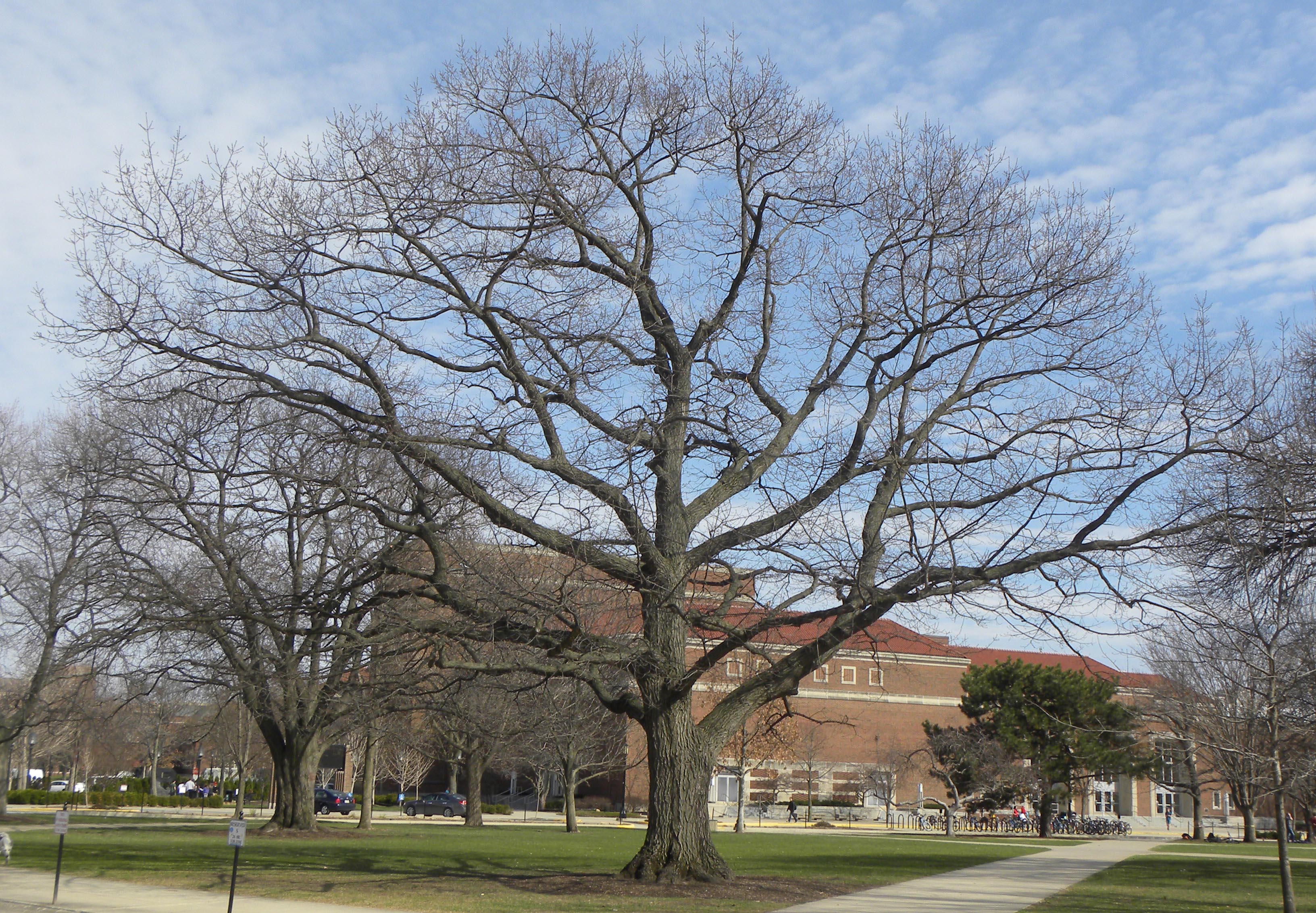 Quercus rubra – Purdue Arboretum Explorer