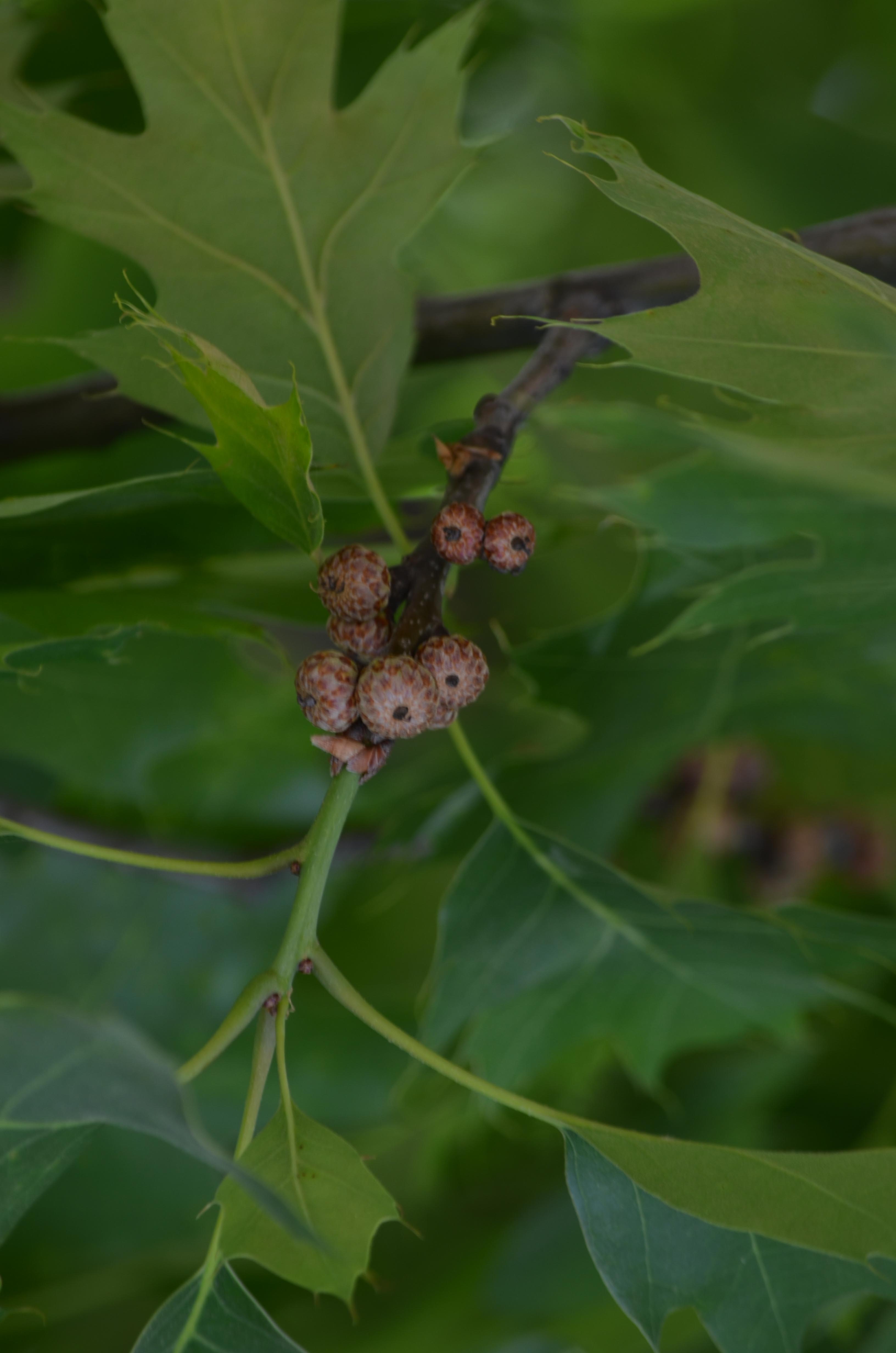 Quercus rubra – Purdue Arboretum Explorer