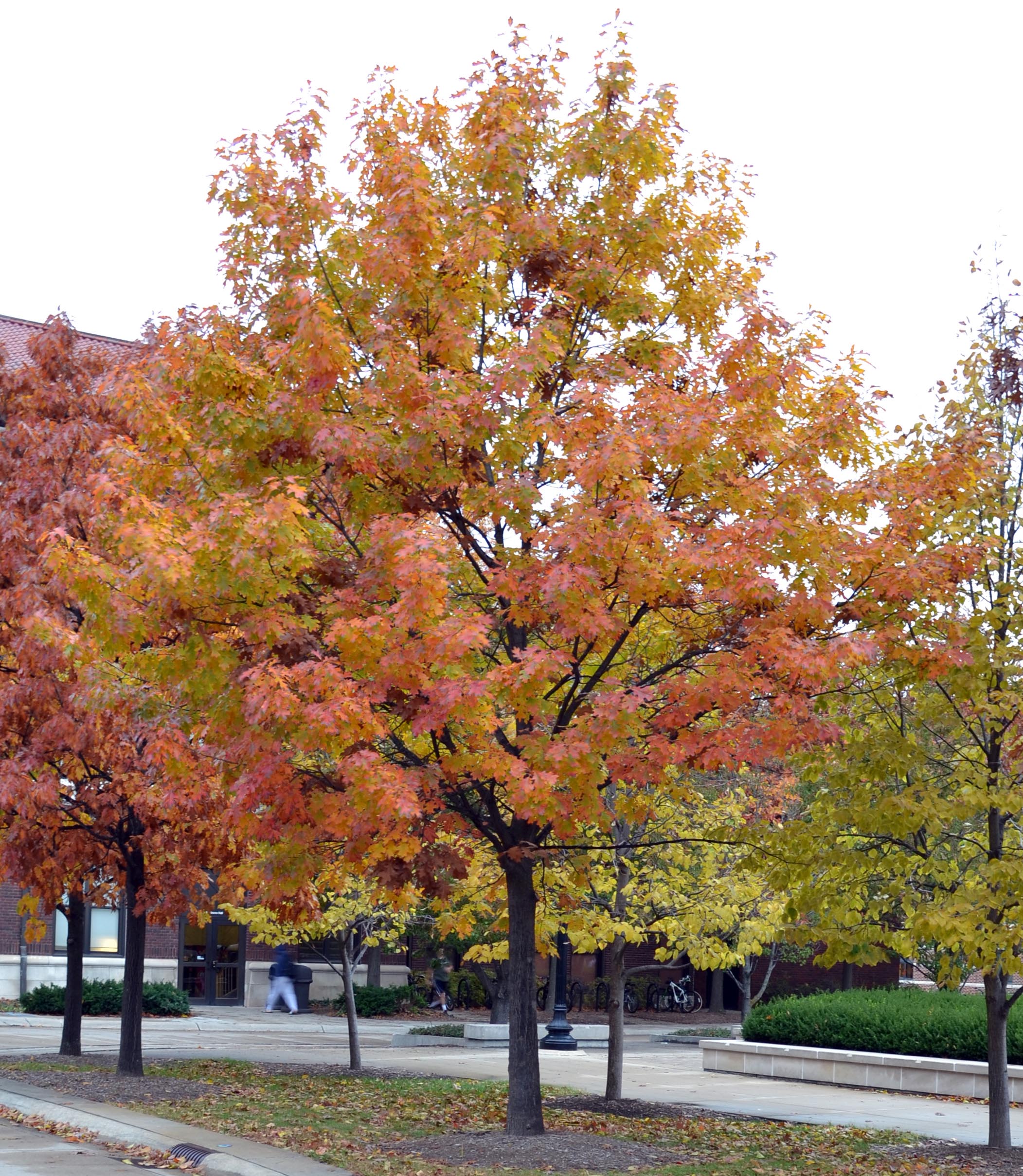 Quercus rubra – Purdue Arboretum Explorer