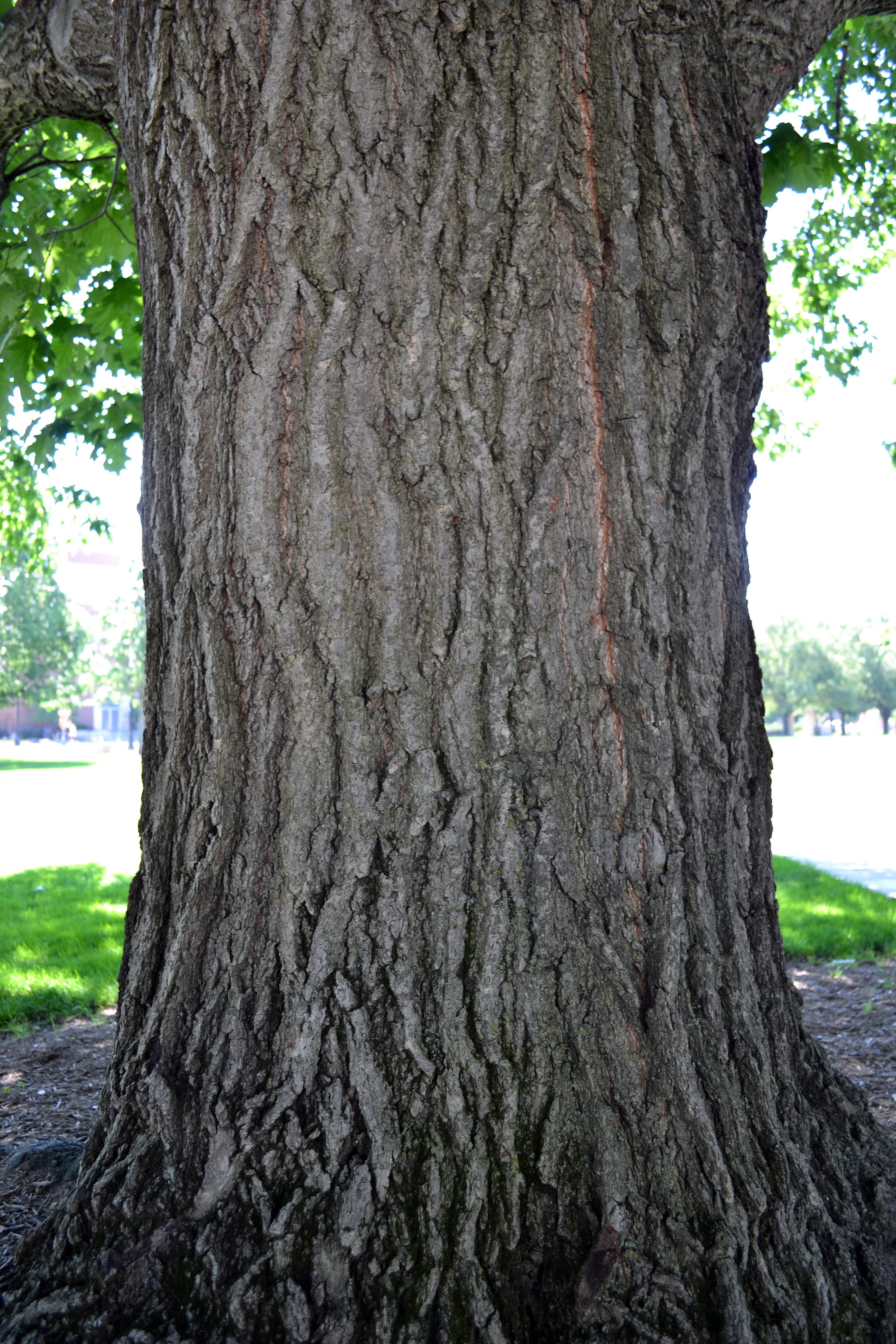 Quercus rubra – Purdue Arboretum Explorer