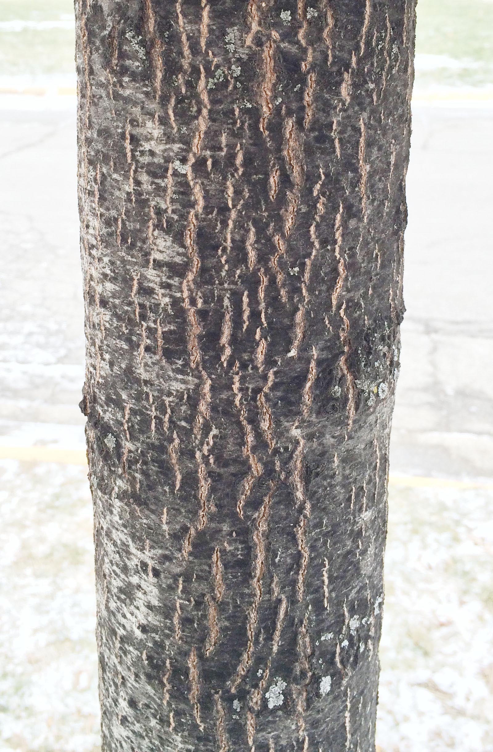 Quercus rubra – Purdue Arboretum Explorer