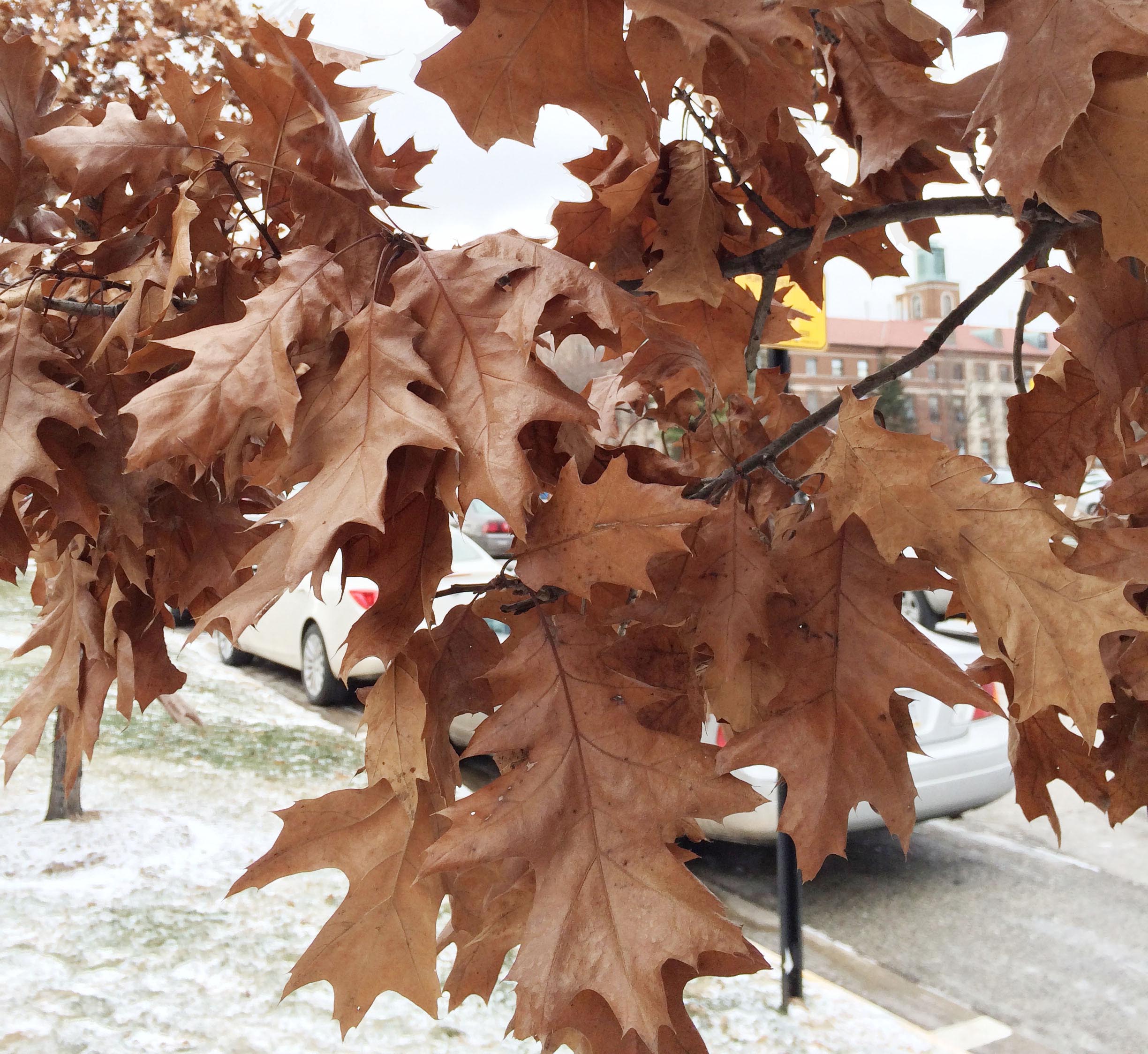 Quercus rubra – Purdue Arboretum Explorer