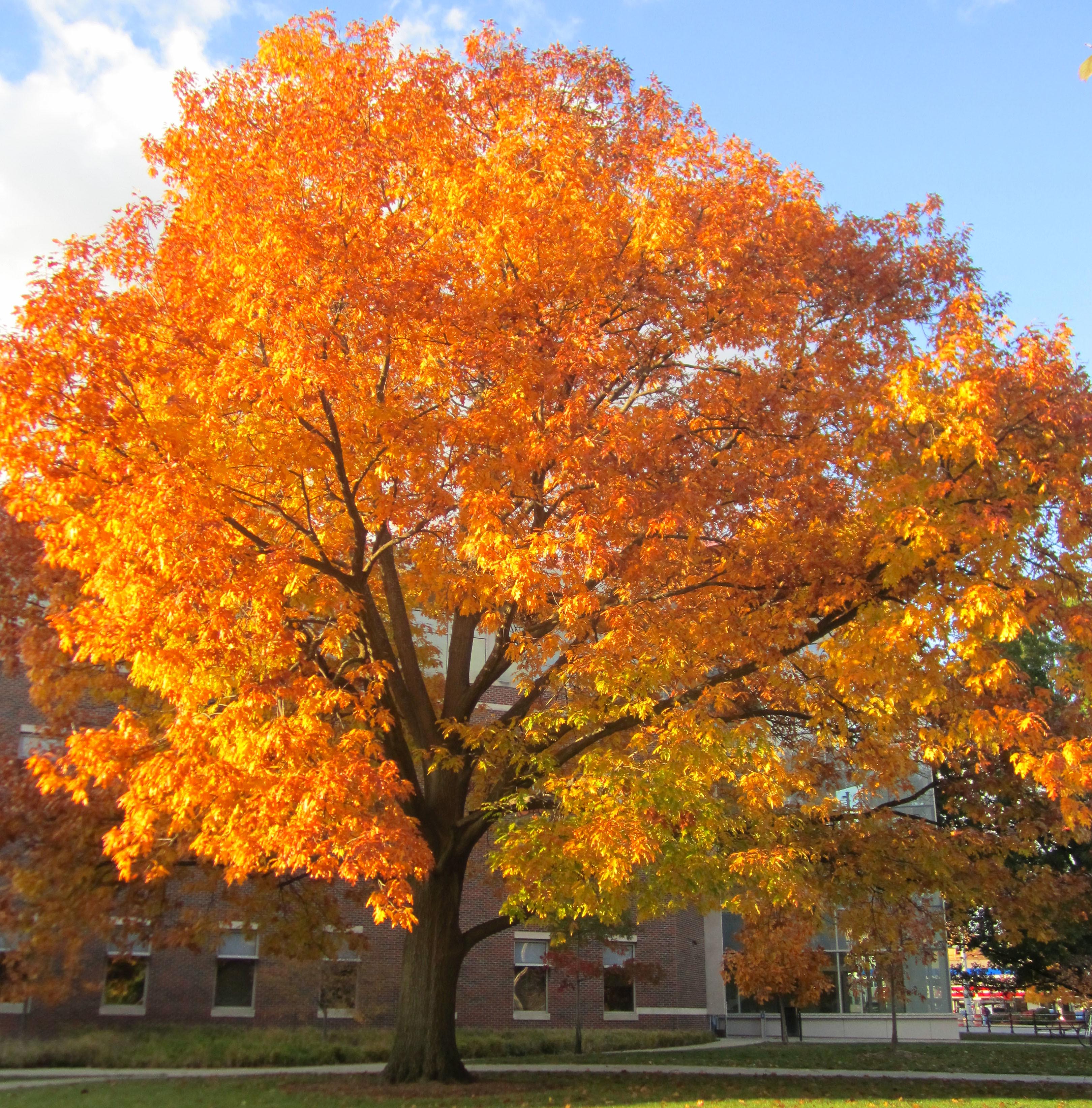 Quercus rubra – Purdue Arboretum Explorer