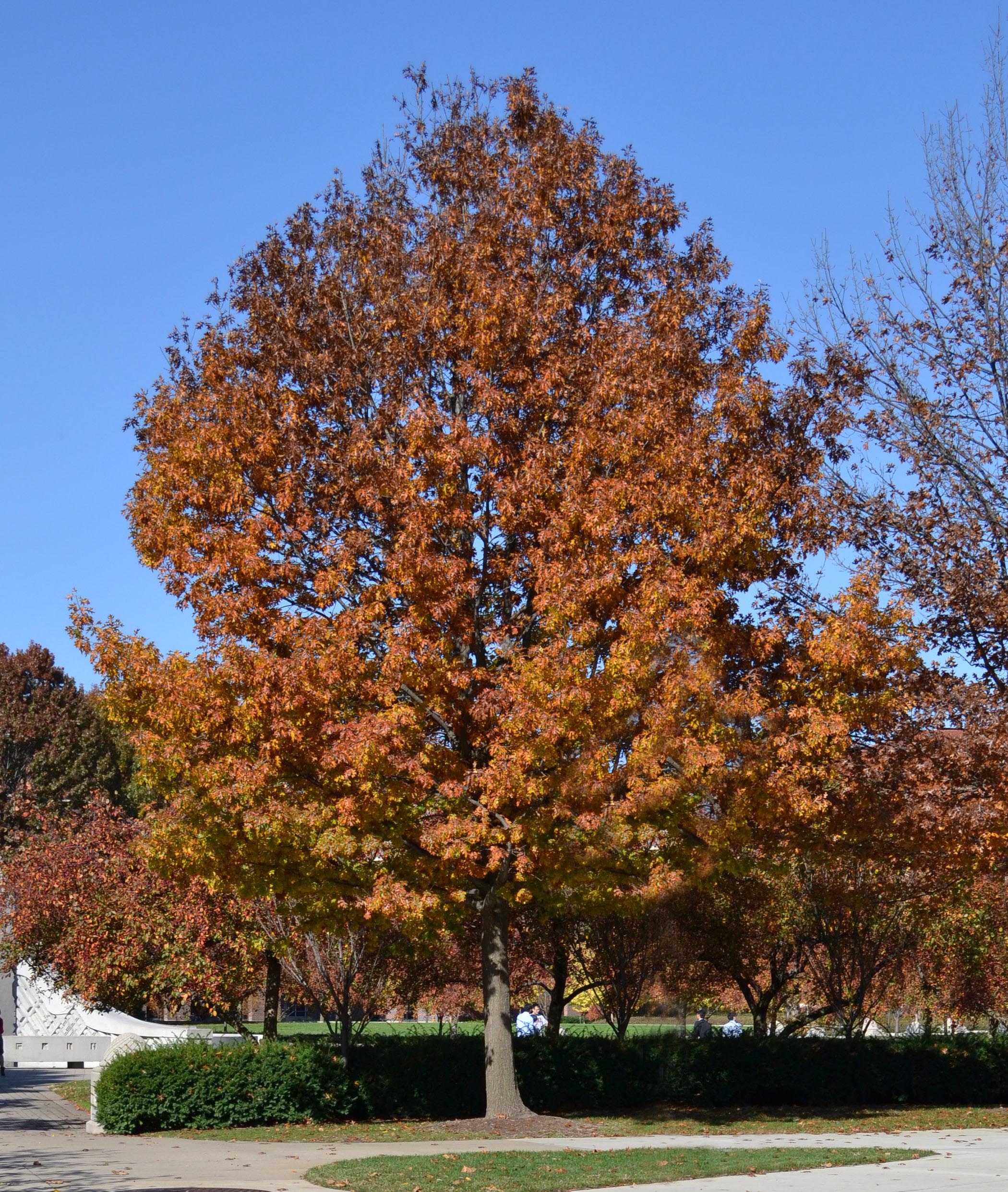 Quercus shumardii – Purdue Arboretum Explorer