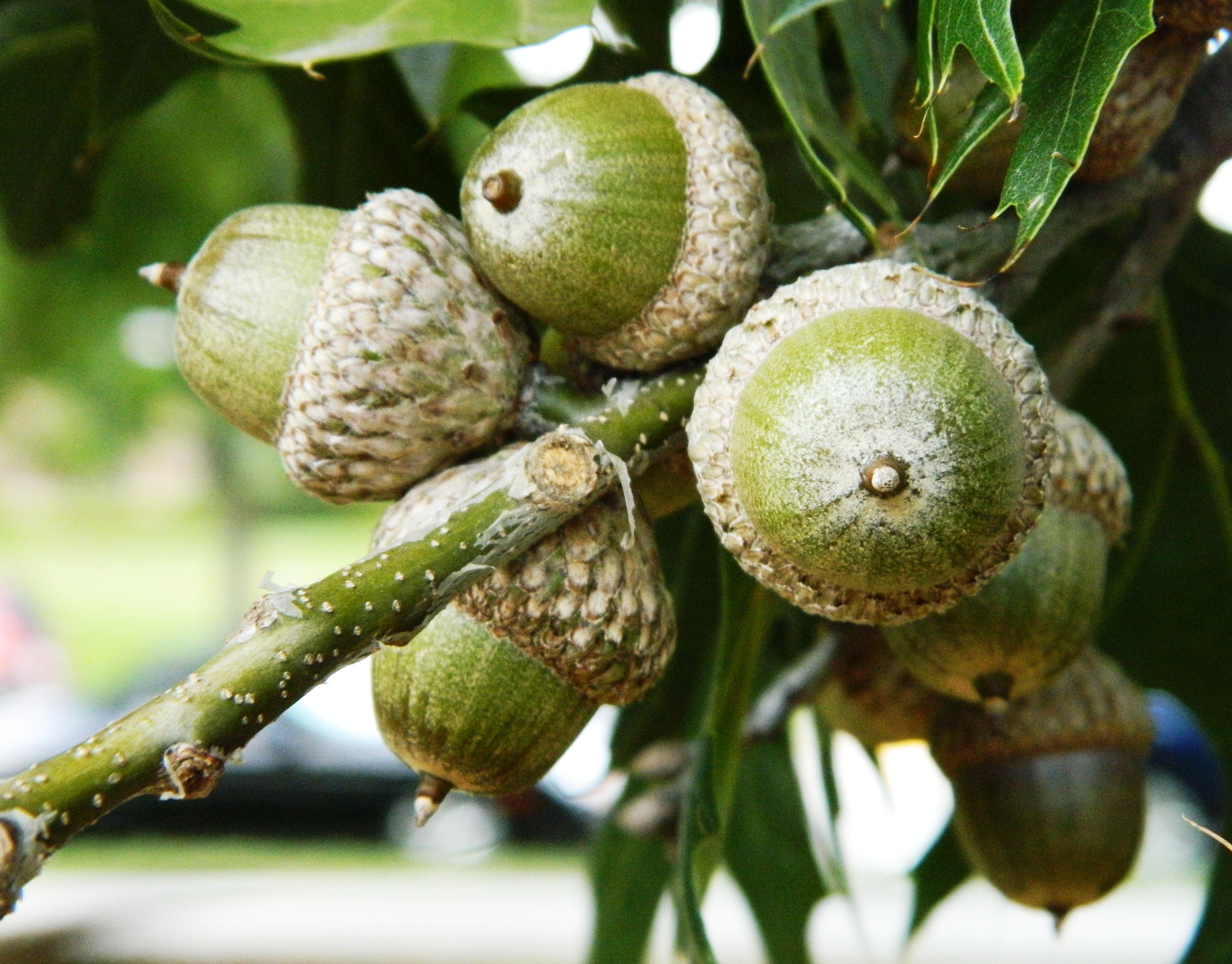 Quercus shumardii – Purdue Arboretum Explorer
