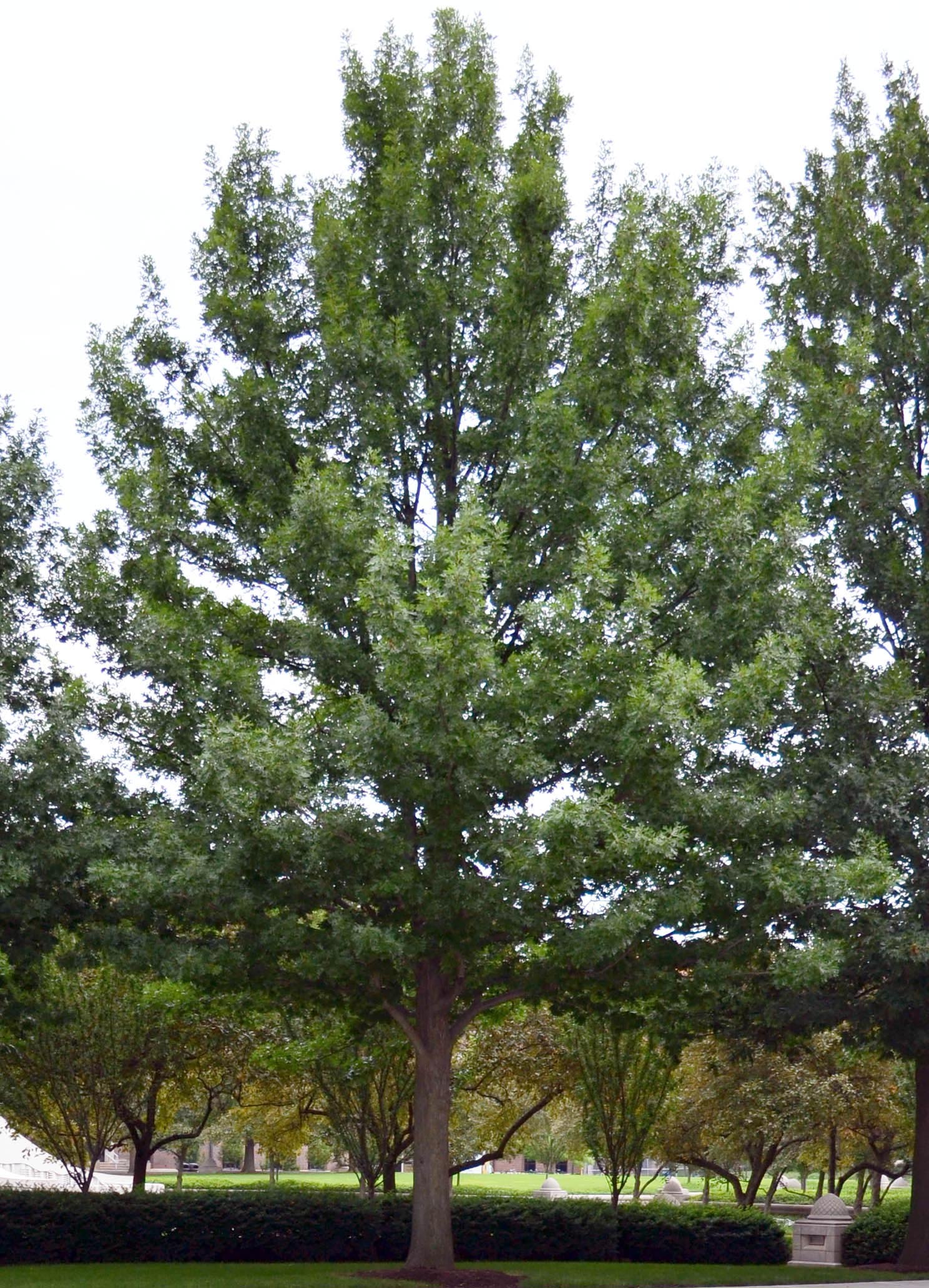Quercus shumardii – Purdue Arboretum Explorer