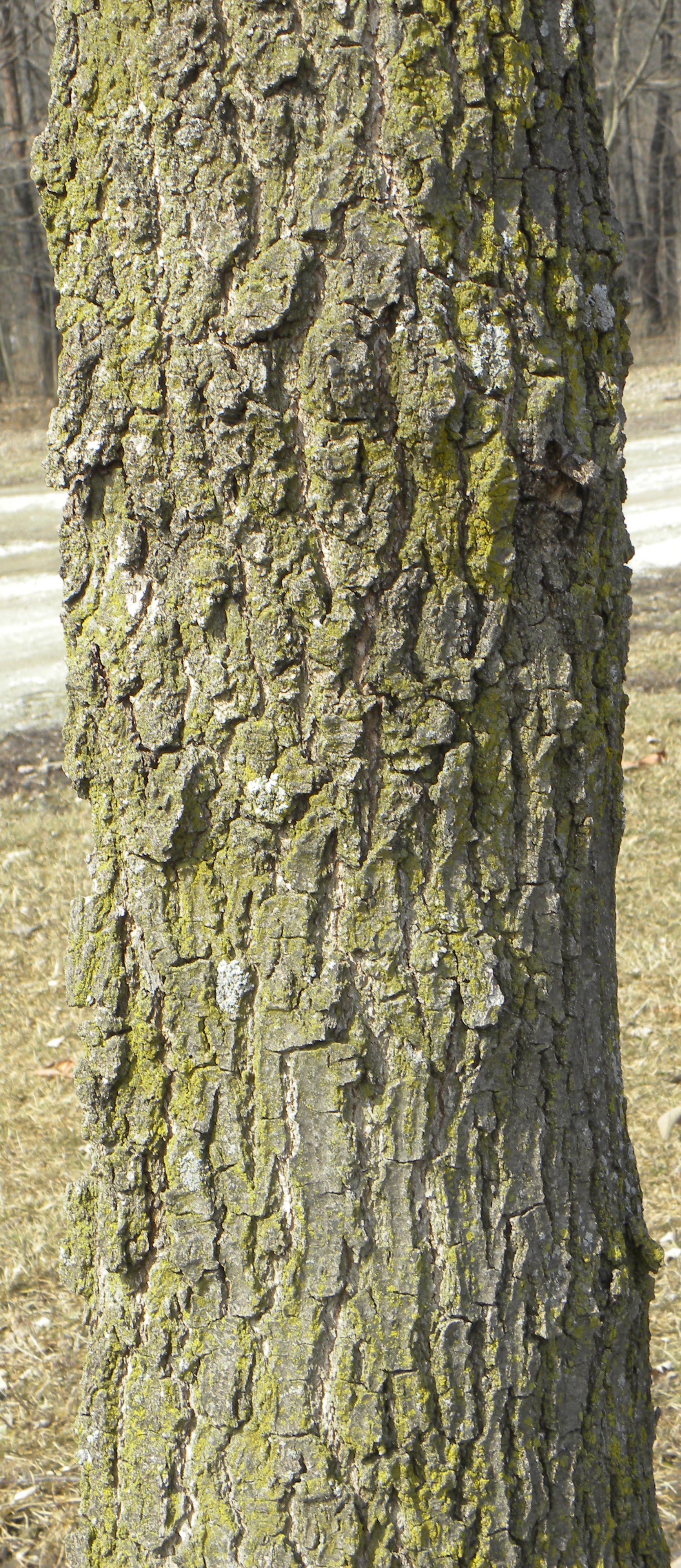 Quercus velutina – Purdue Arboretum Explorer