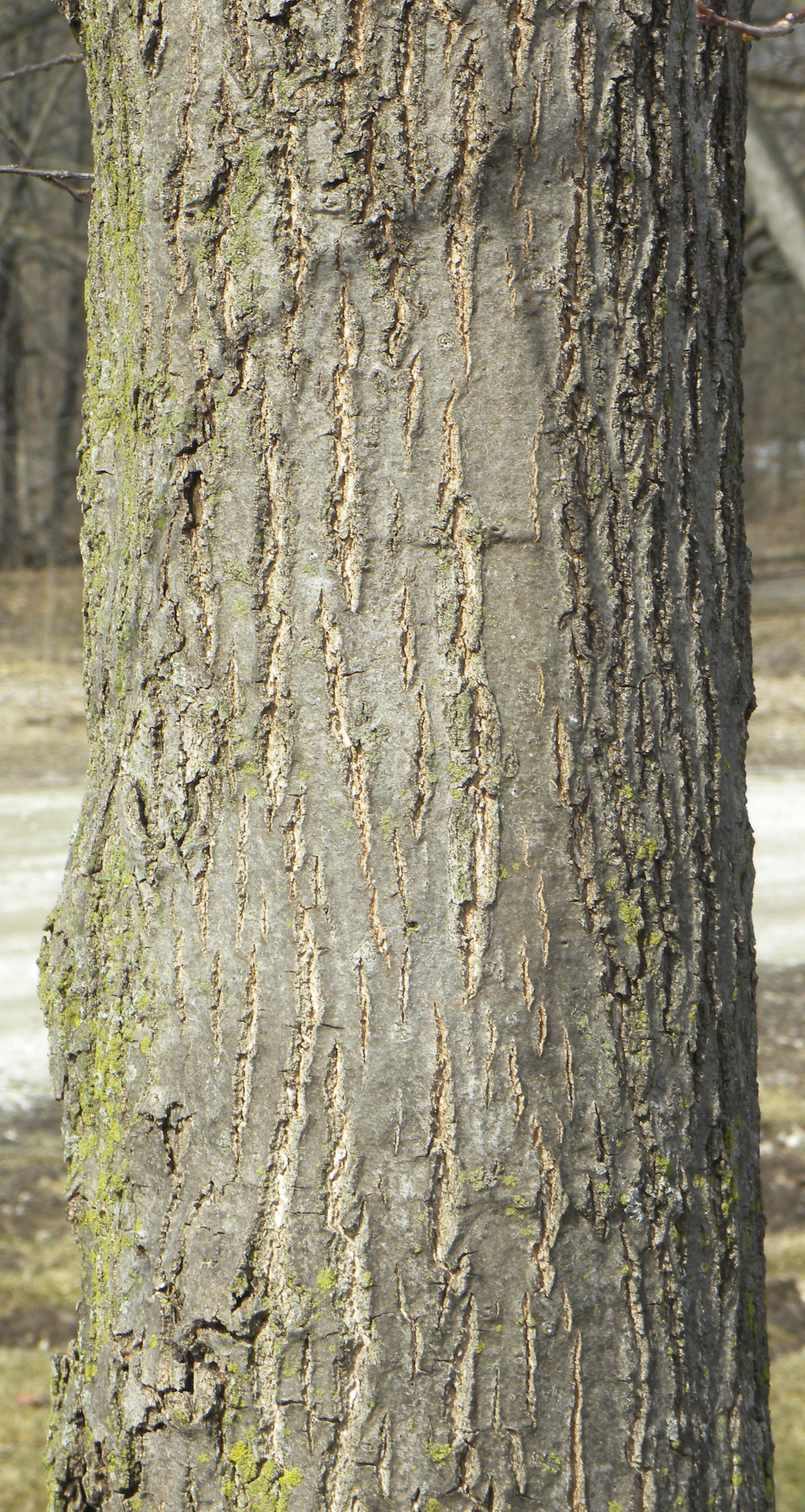 Quercus velutina – Purdue Arboretum Explorer