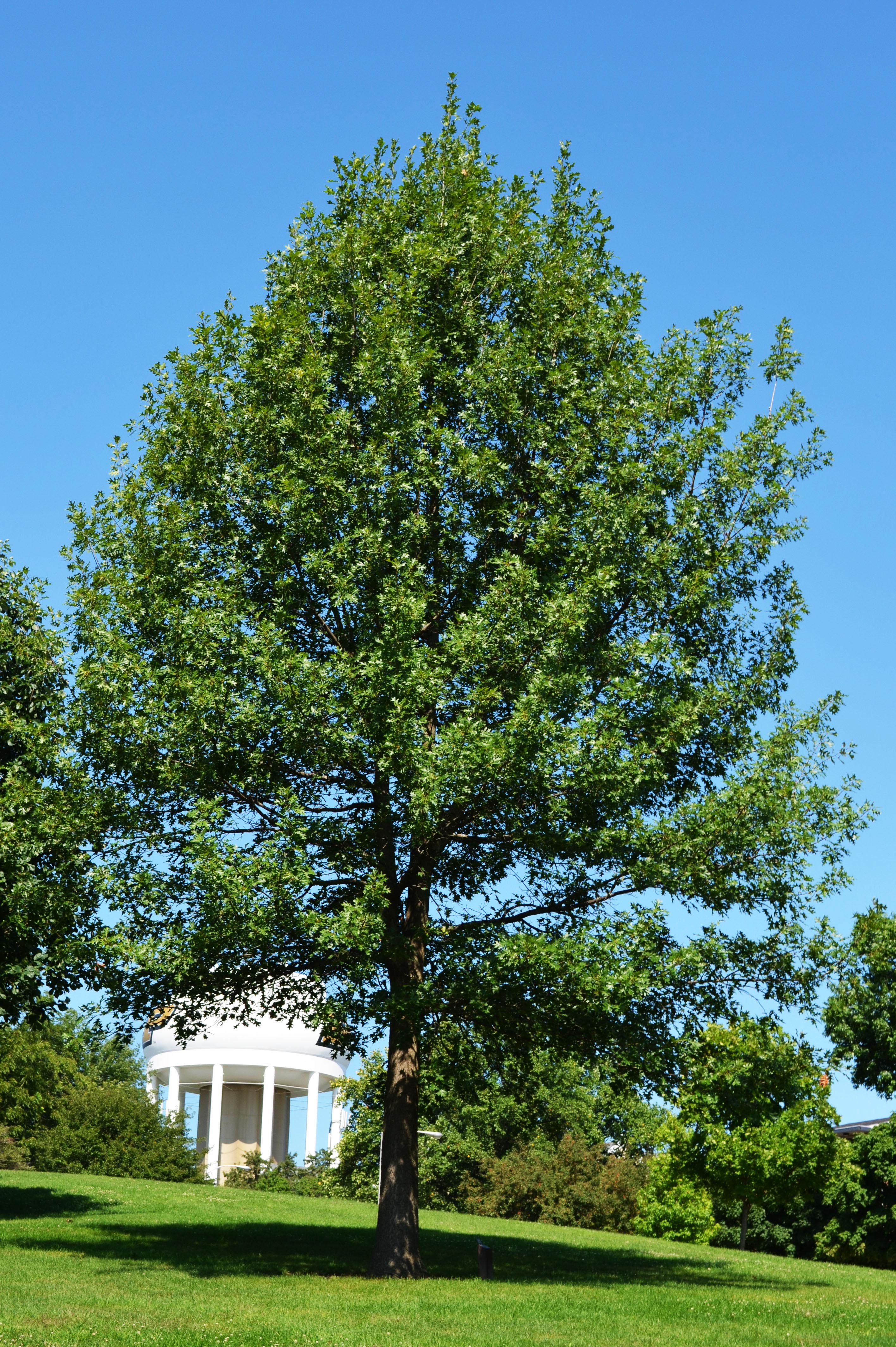 Quercus velutina – Purdue Arboretum Explorer