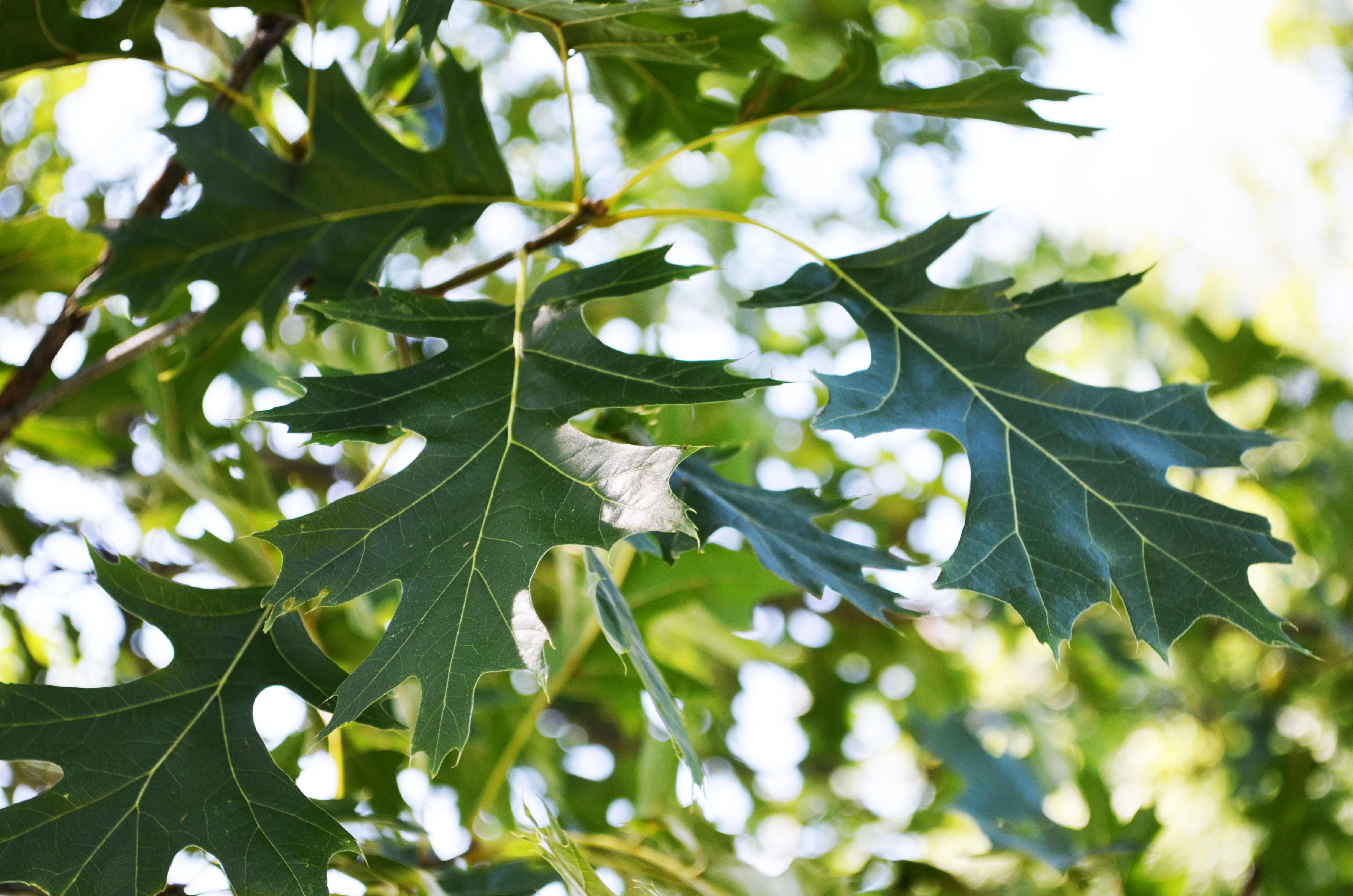 Quercus velutina – Purdue Arboretum Explorer
