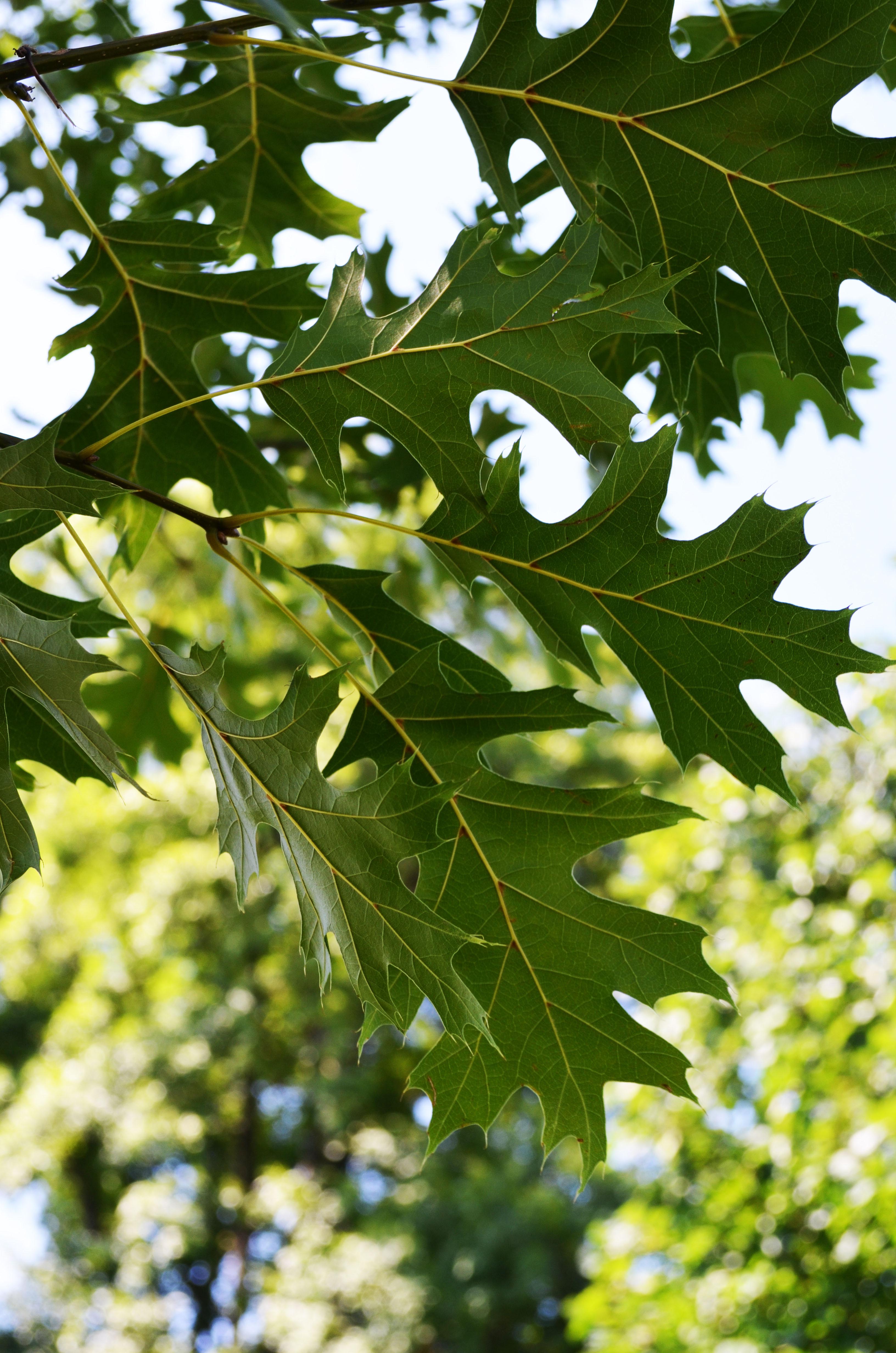 Quercus velutina – Purdue Arboretum Explorer