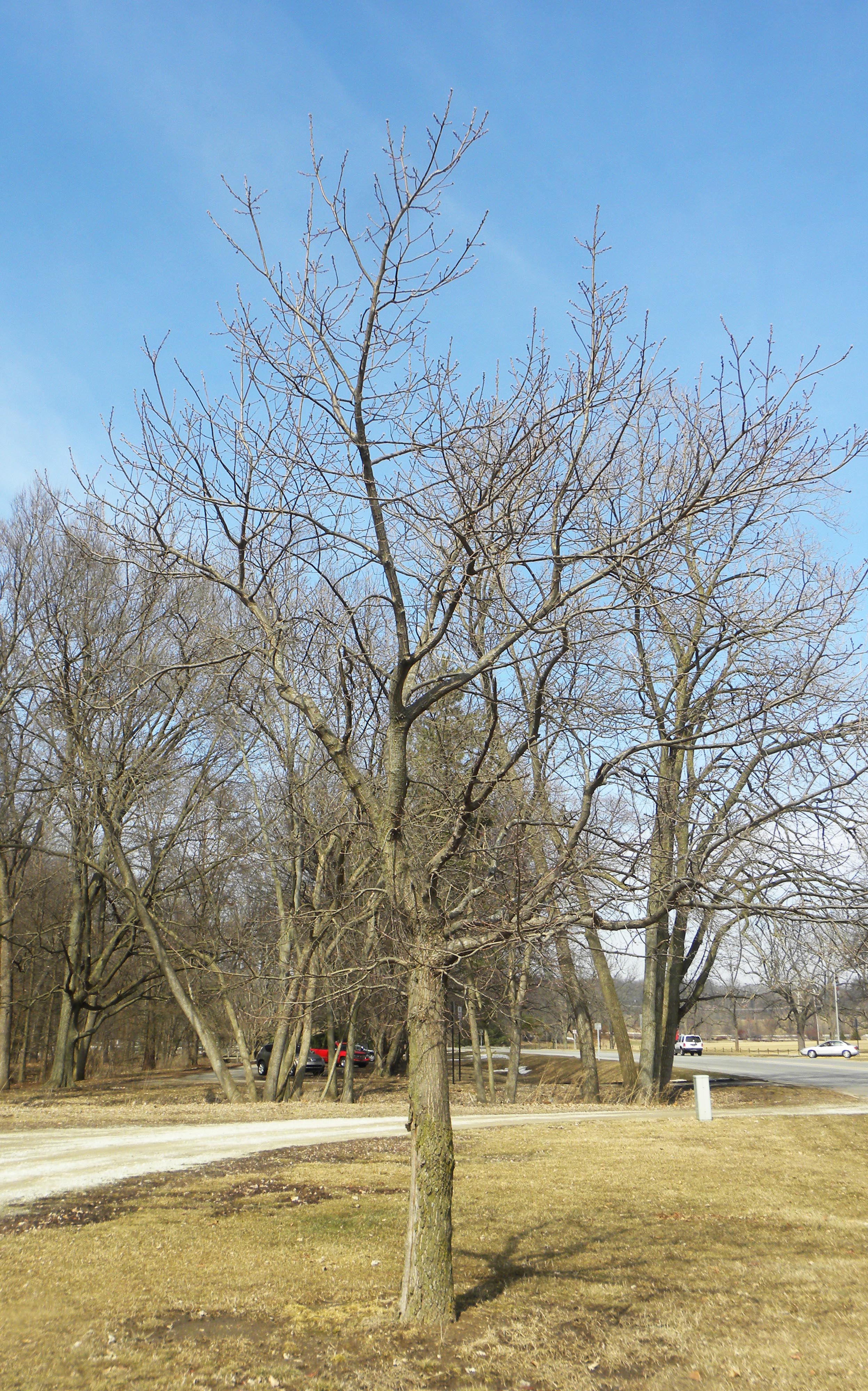 Quercus velutina – Purdue Arboretum Explorer