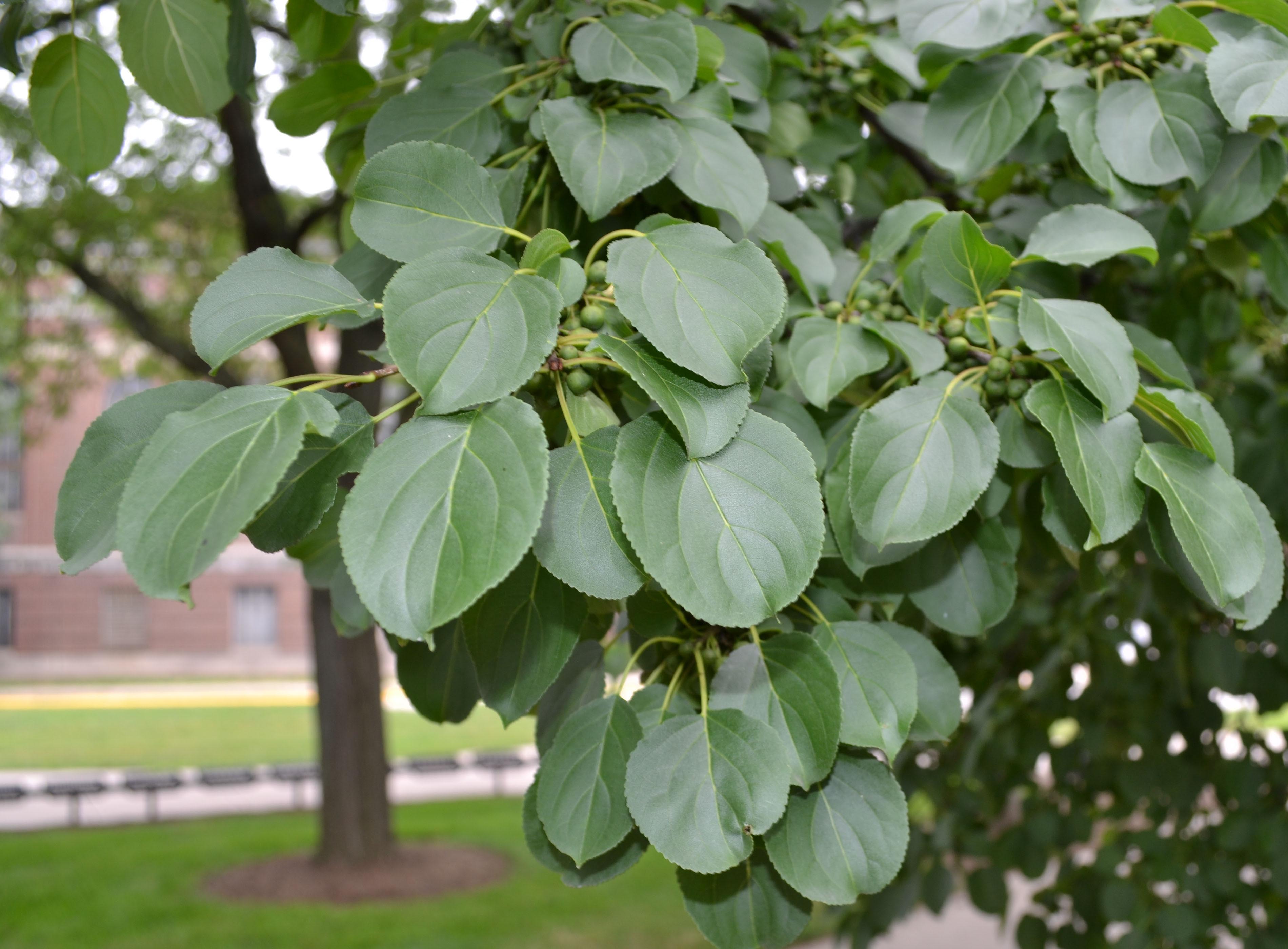 Rhamnus cathartica – Purdue Arboretum Explorer