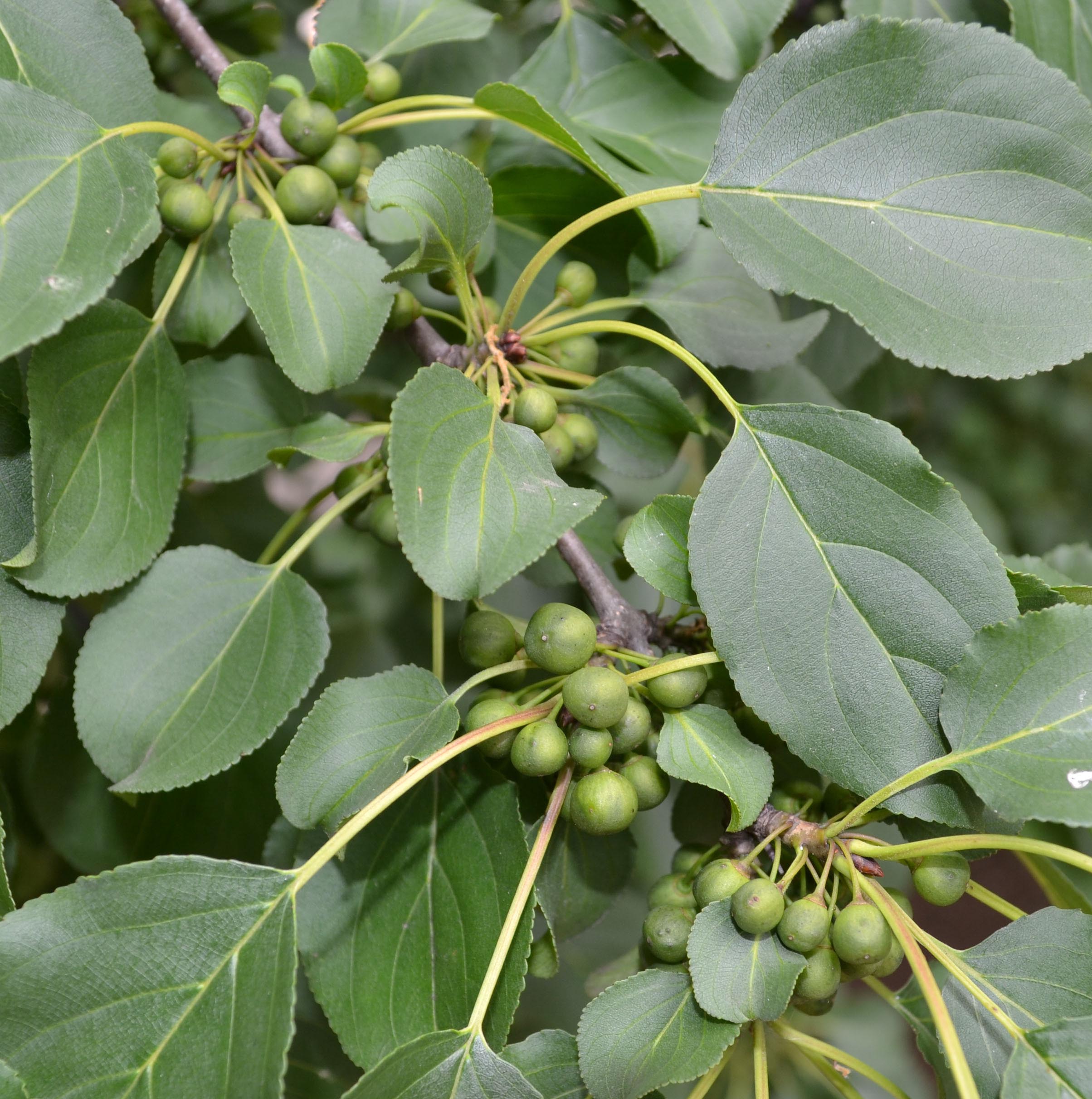 Rhamnus cathartica – Purdue Arboretum Explorer
