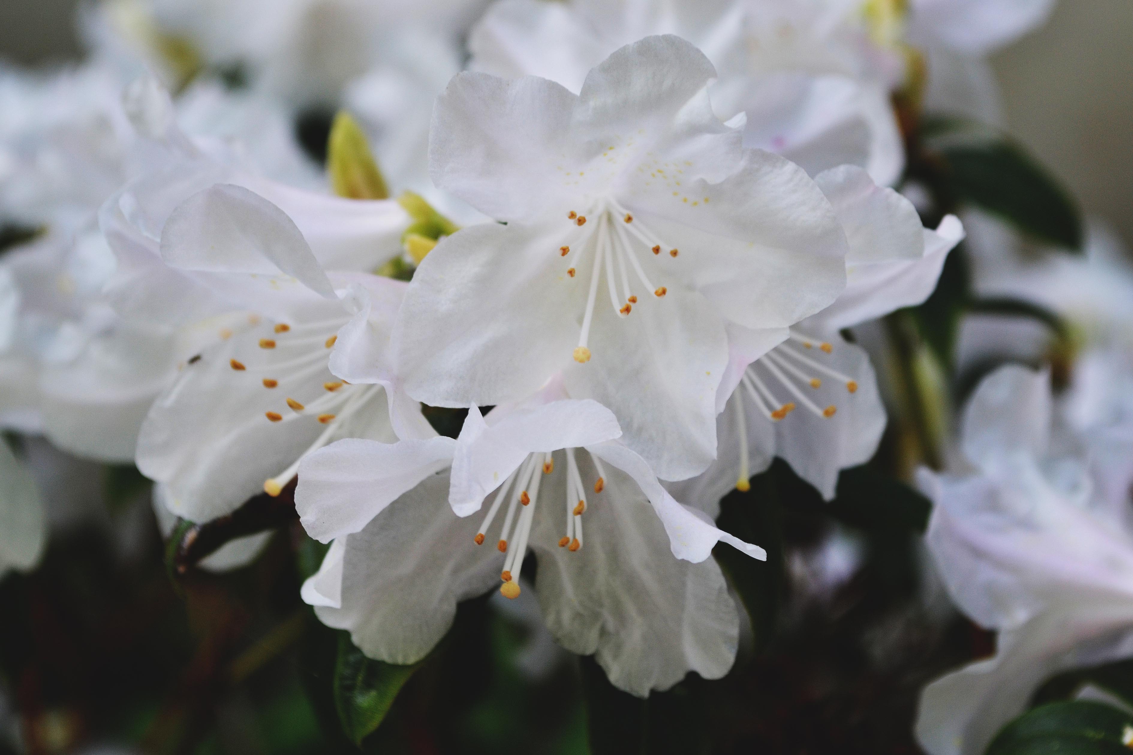Rhododendron minus var minus ‘White Perfection’ – Purdue Arboretum Explorer