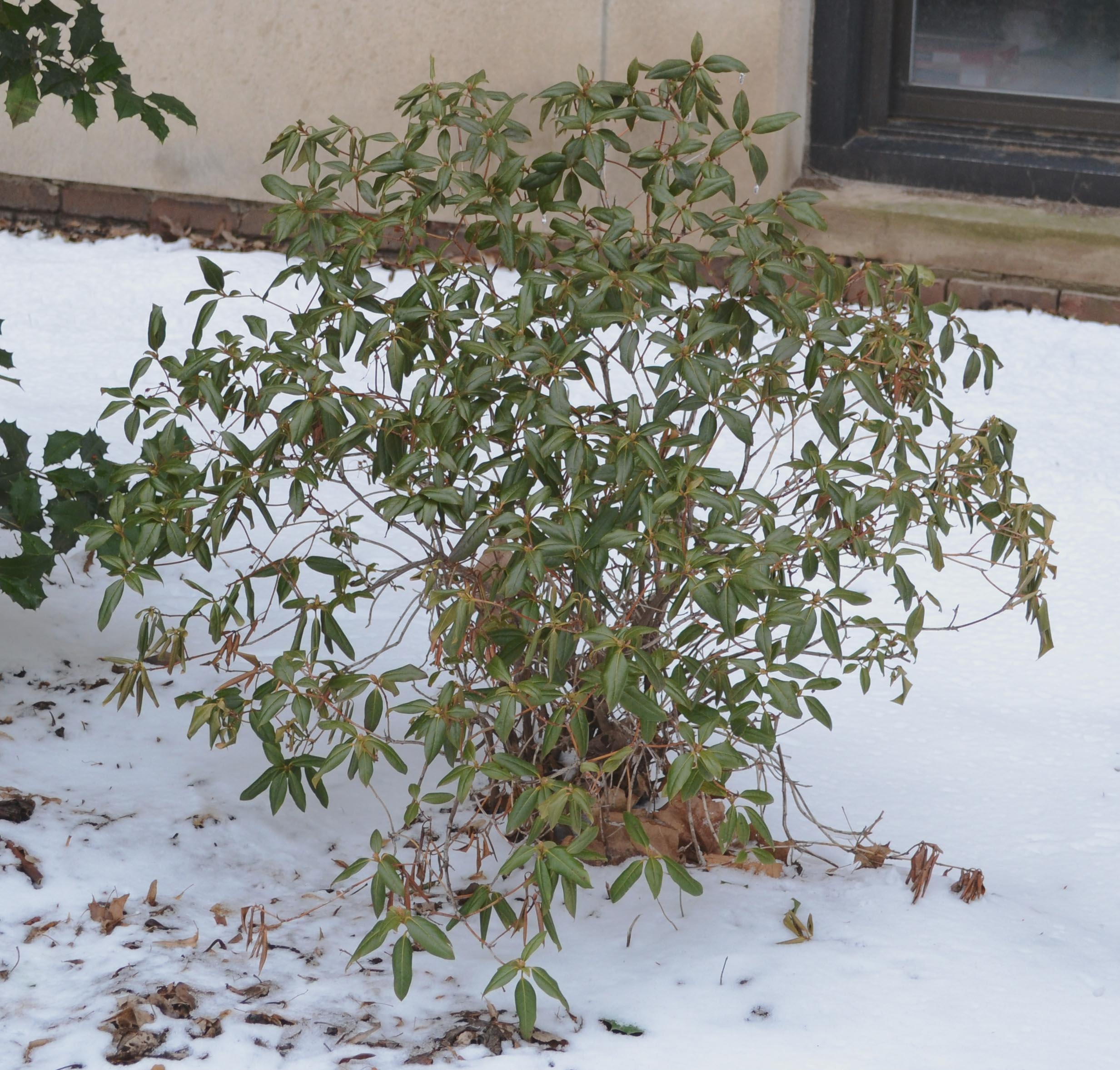 Rhododendron minus var minus ‘White Perfection’ – Purdue Arboretum Explorer