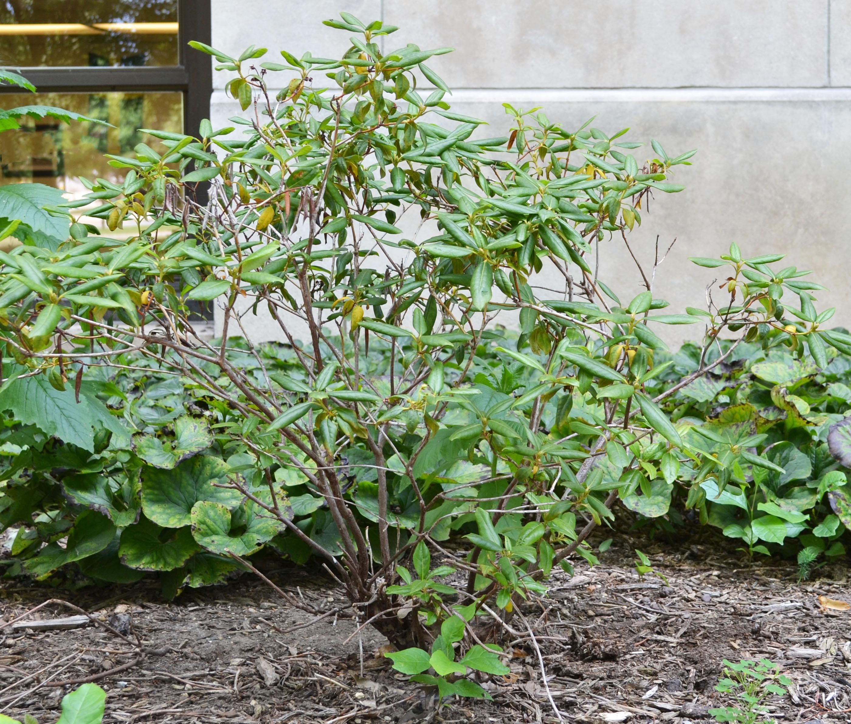 Rhododendron minus var minus ‘White Perfection’ – Purdue Arboretum Explorer