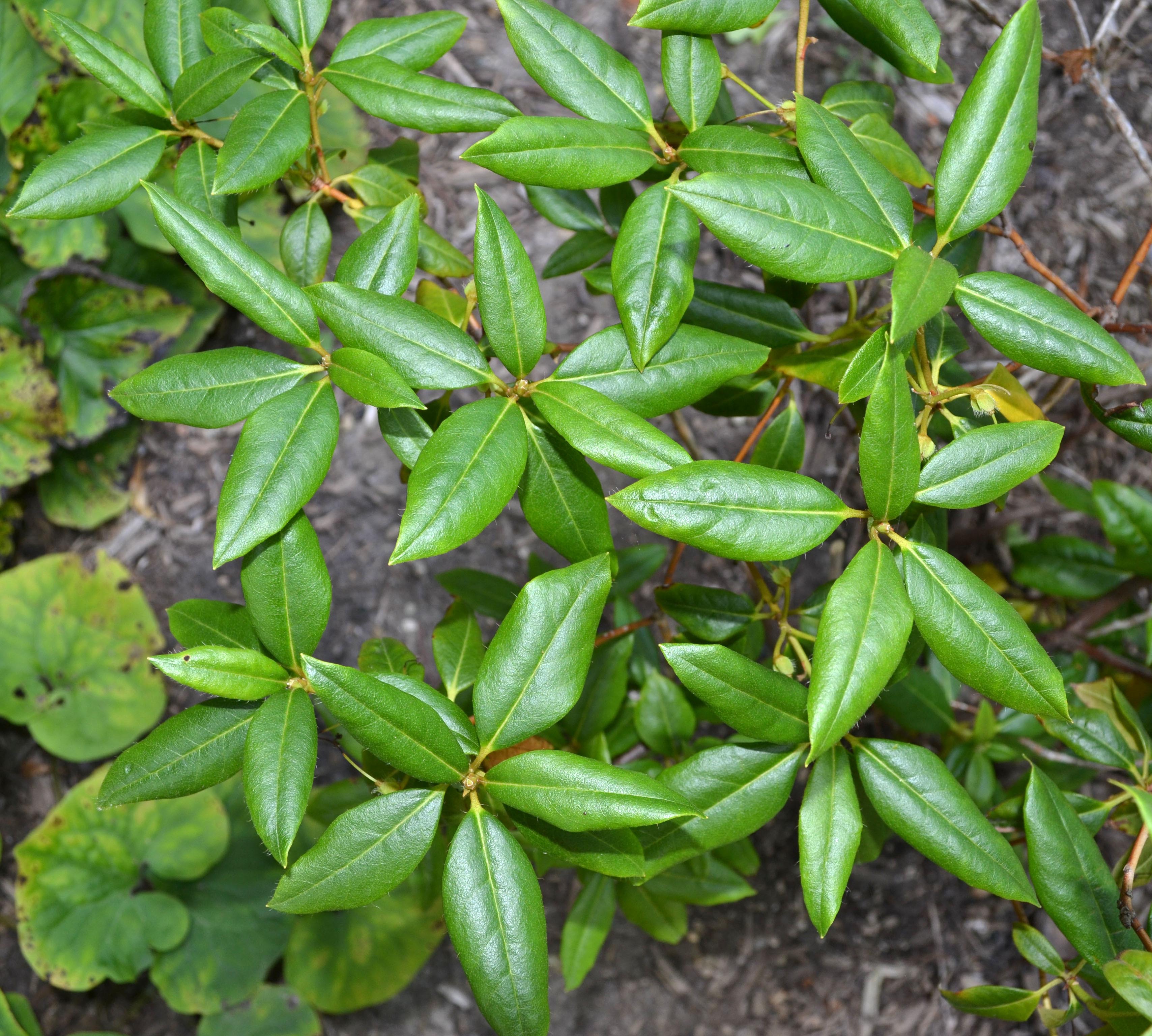 Rhododendron minus var minus ‘White Perfection’ – Purdue Arboretum Explorer