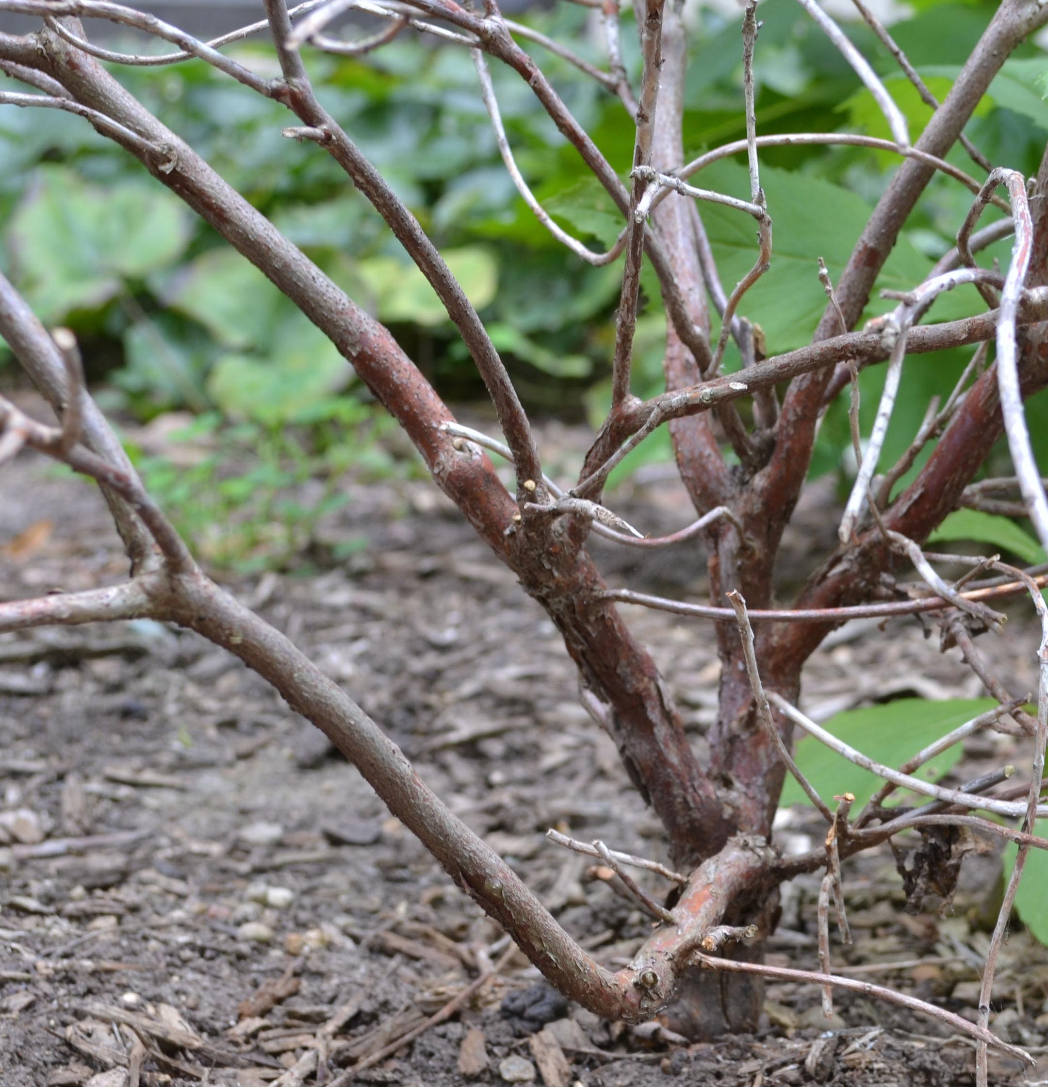 Rhododendron minus var minus ‘White Perfection’ – Purdue Arboretum Explorer