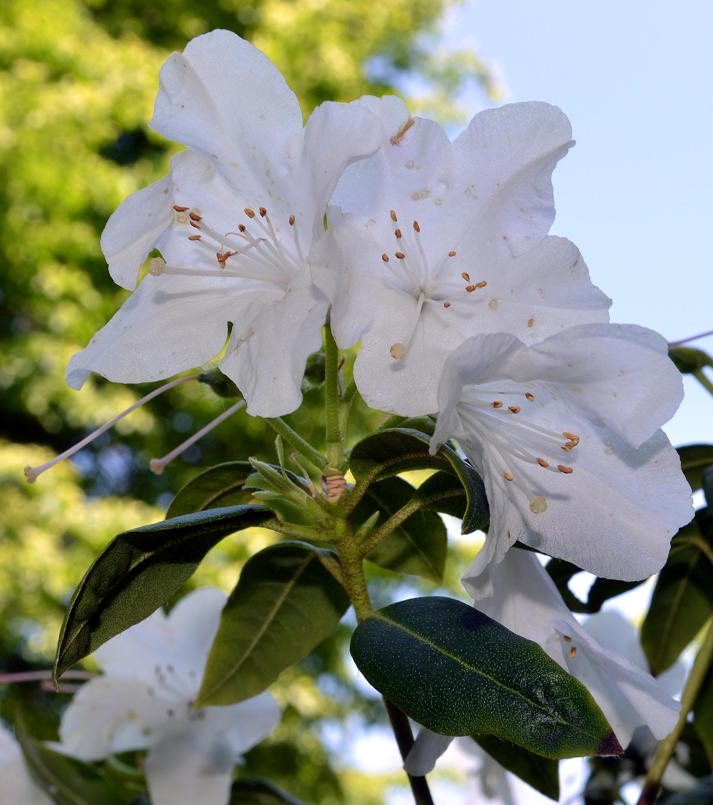 Rhododendron minus var minus ‘White Perfection’ – Purdue Arboretum Explorer
