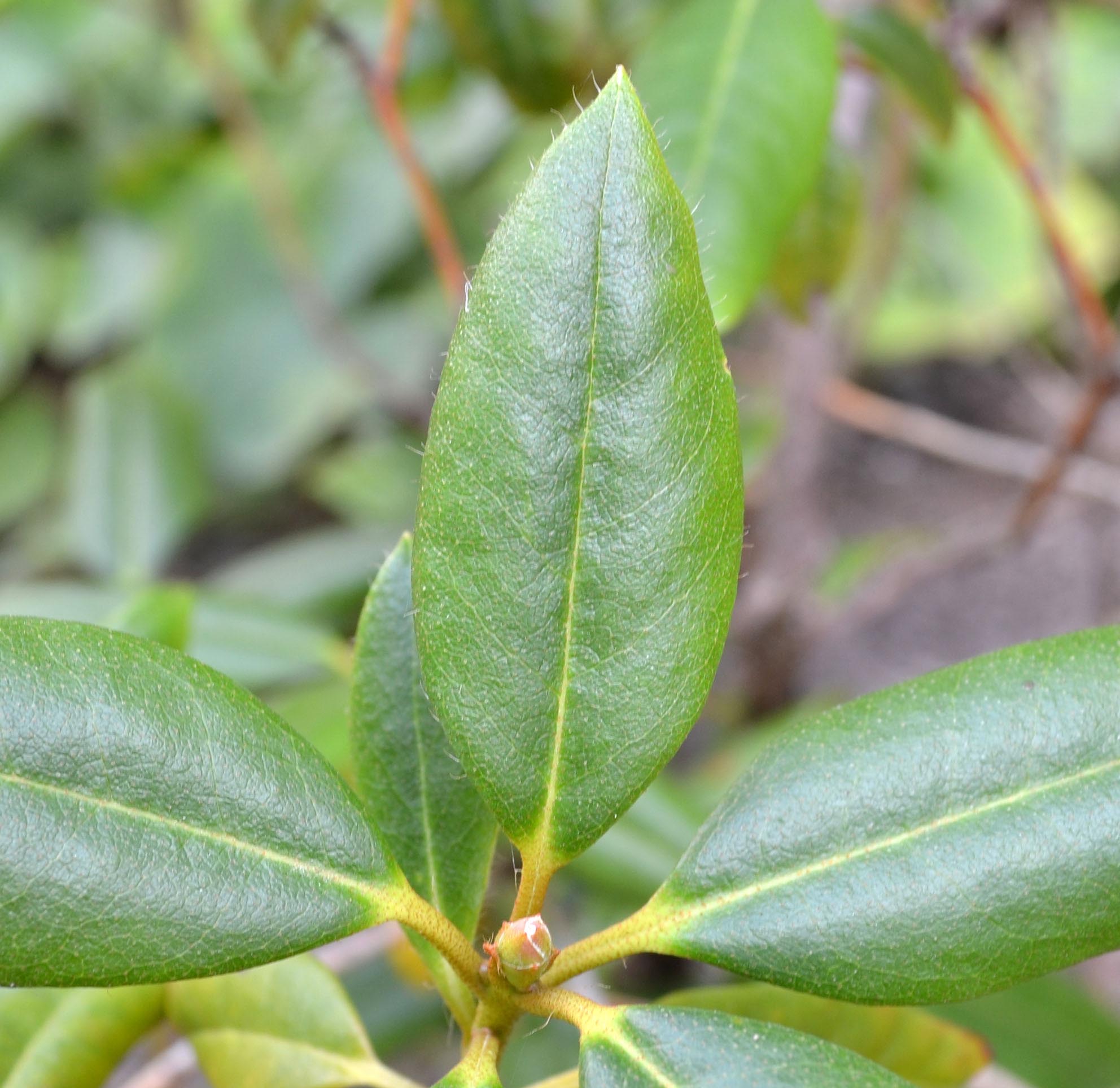 Rhododendron minus var minus ‘White Perfection’ – Purdue Arboretum Explorer