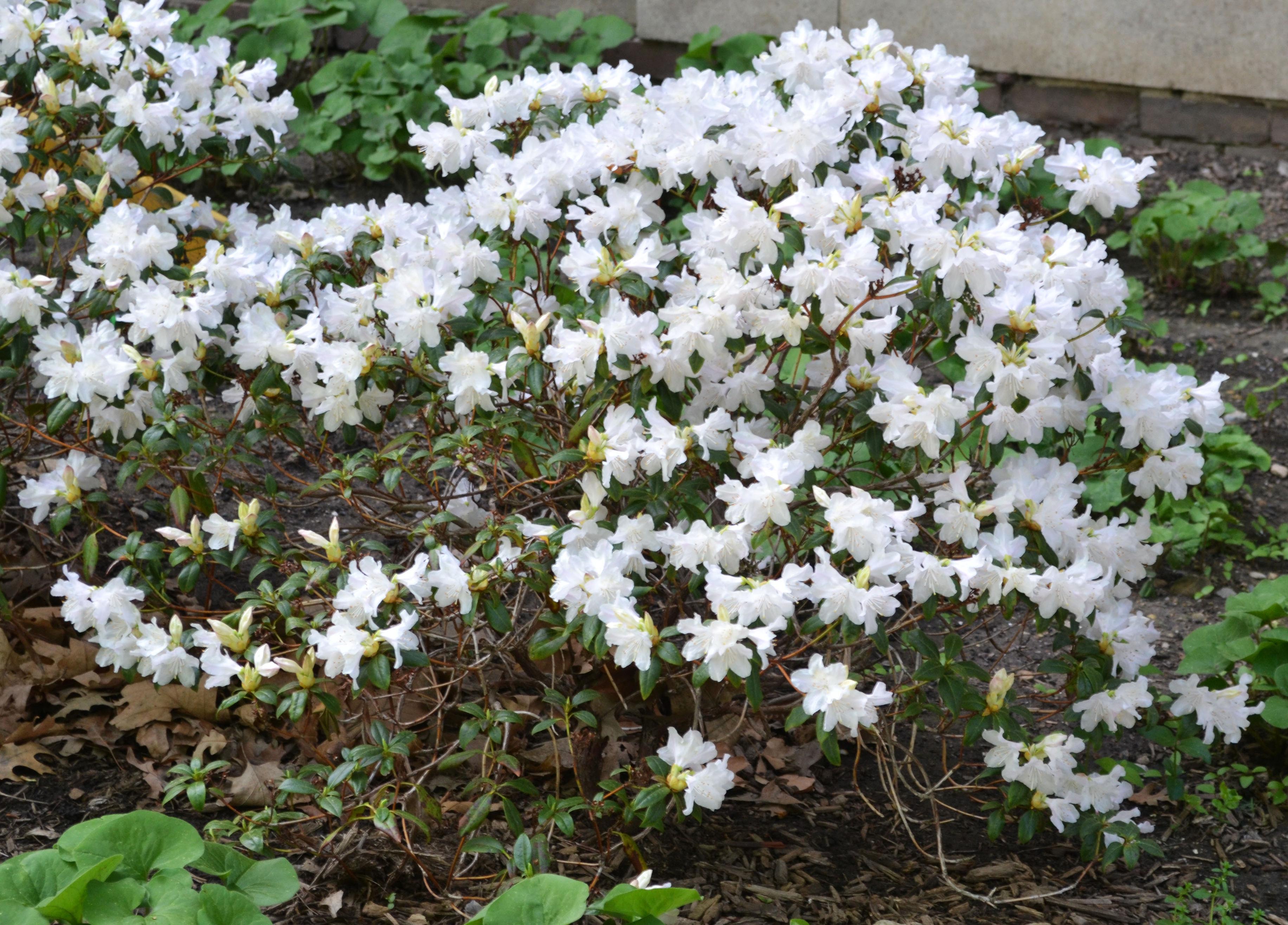 Rhododendron minus var minus ‘White Perfection’ – Purdue Arboretum Explorer