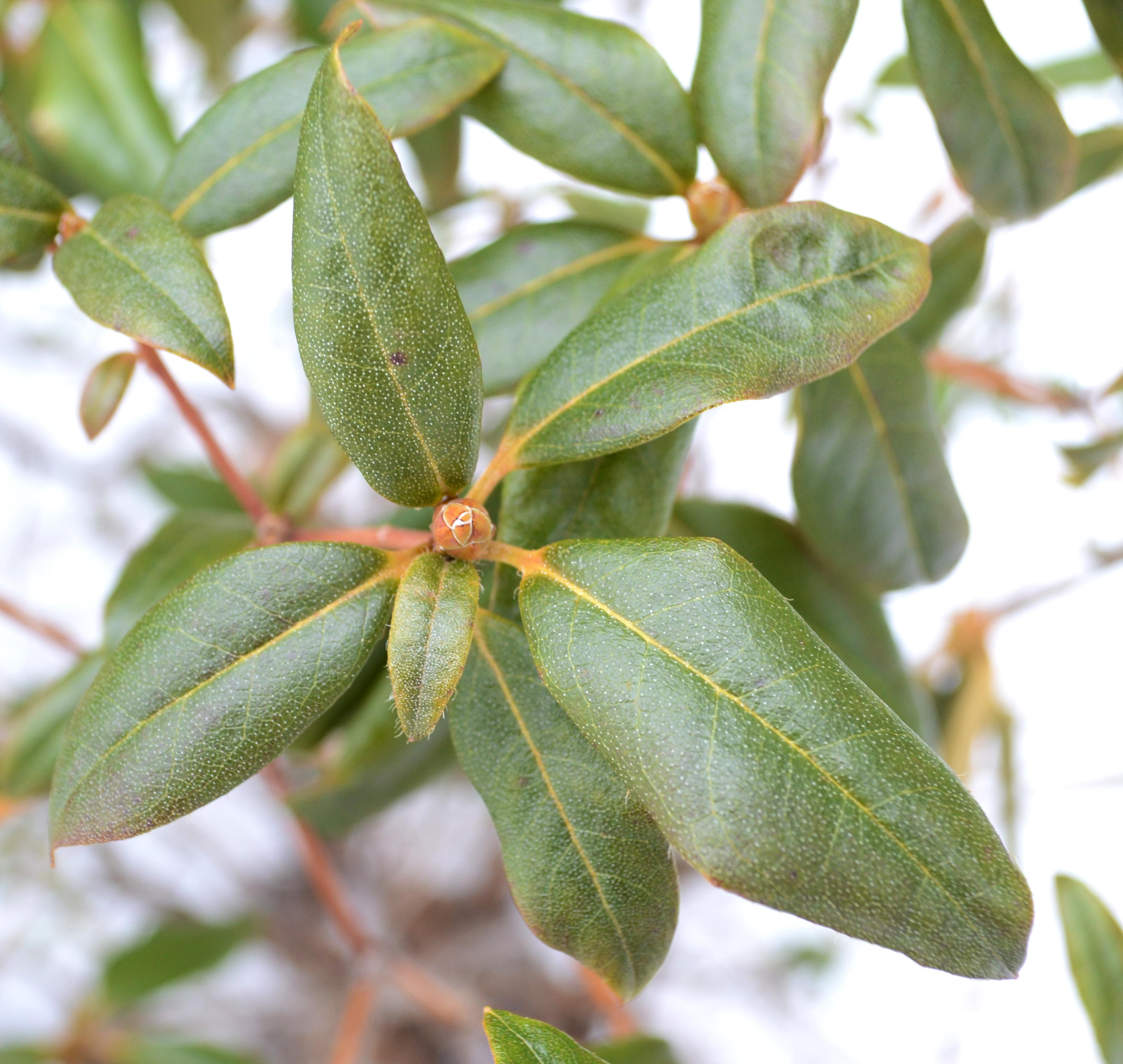 Rhododendron minus var minus ‘White Perfection’ – Purdue Arboretum Explorer