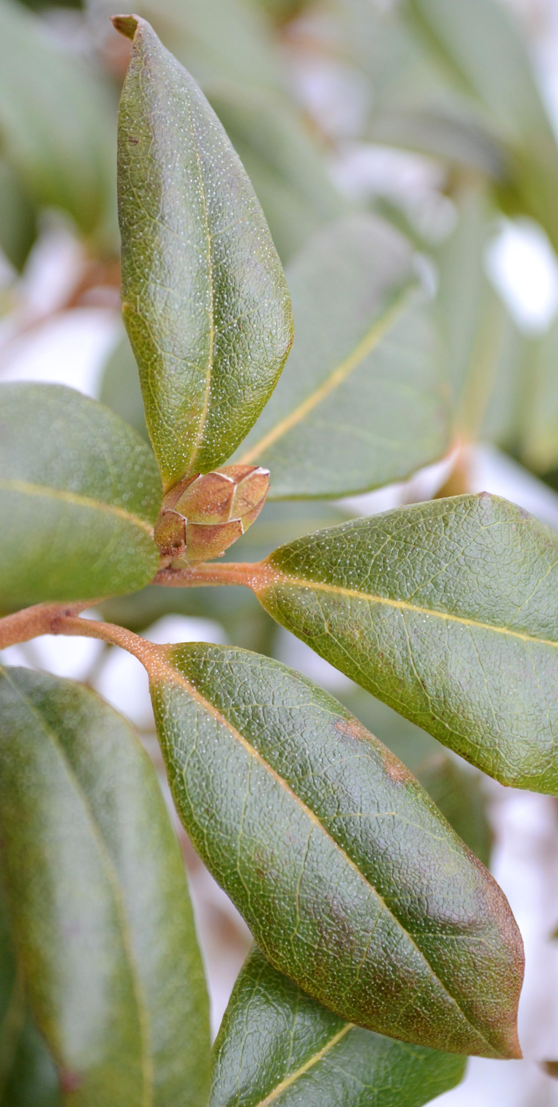 Rhododendron minus var minus ‘White Perfection’ – Purdue Arboretum Explorer