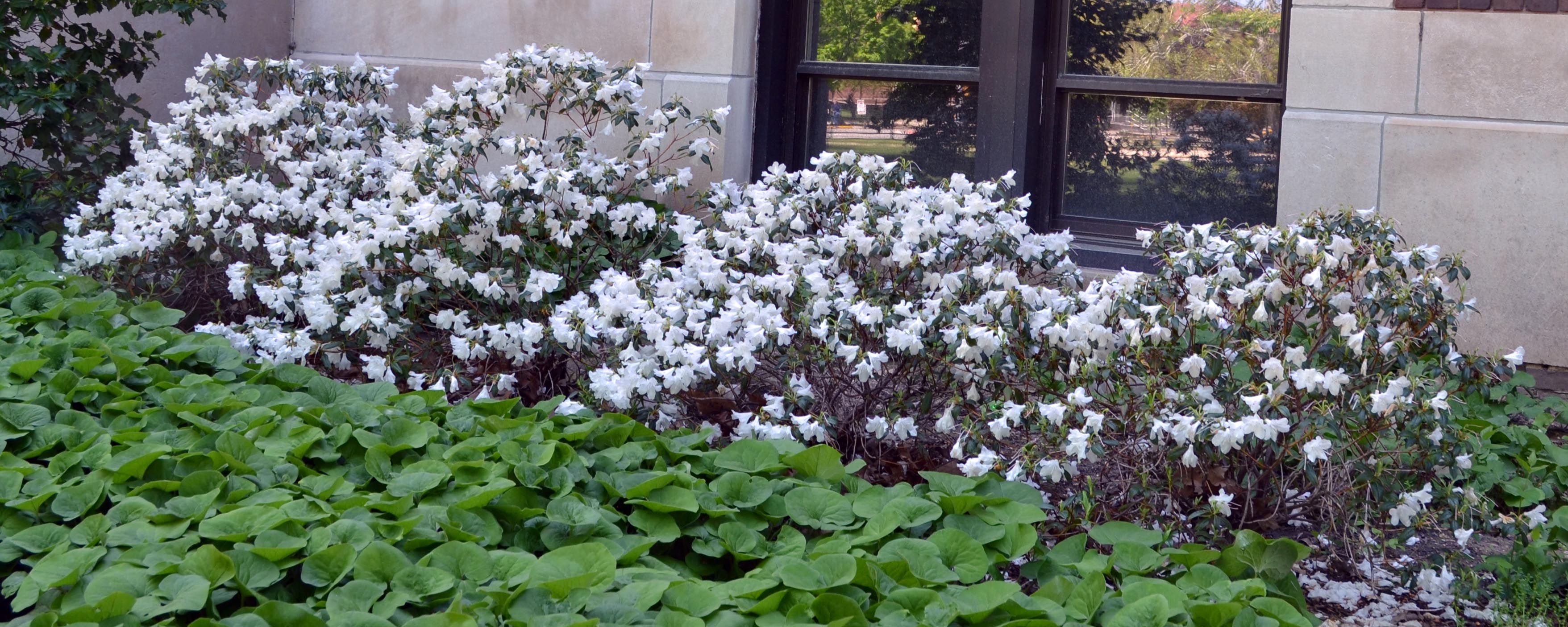 Rhododendron minus var minus ‘White Perfection’ – Purdue Arboretum Explorer