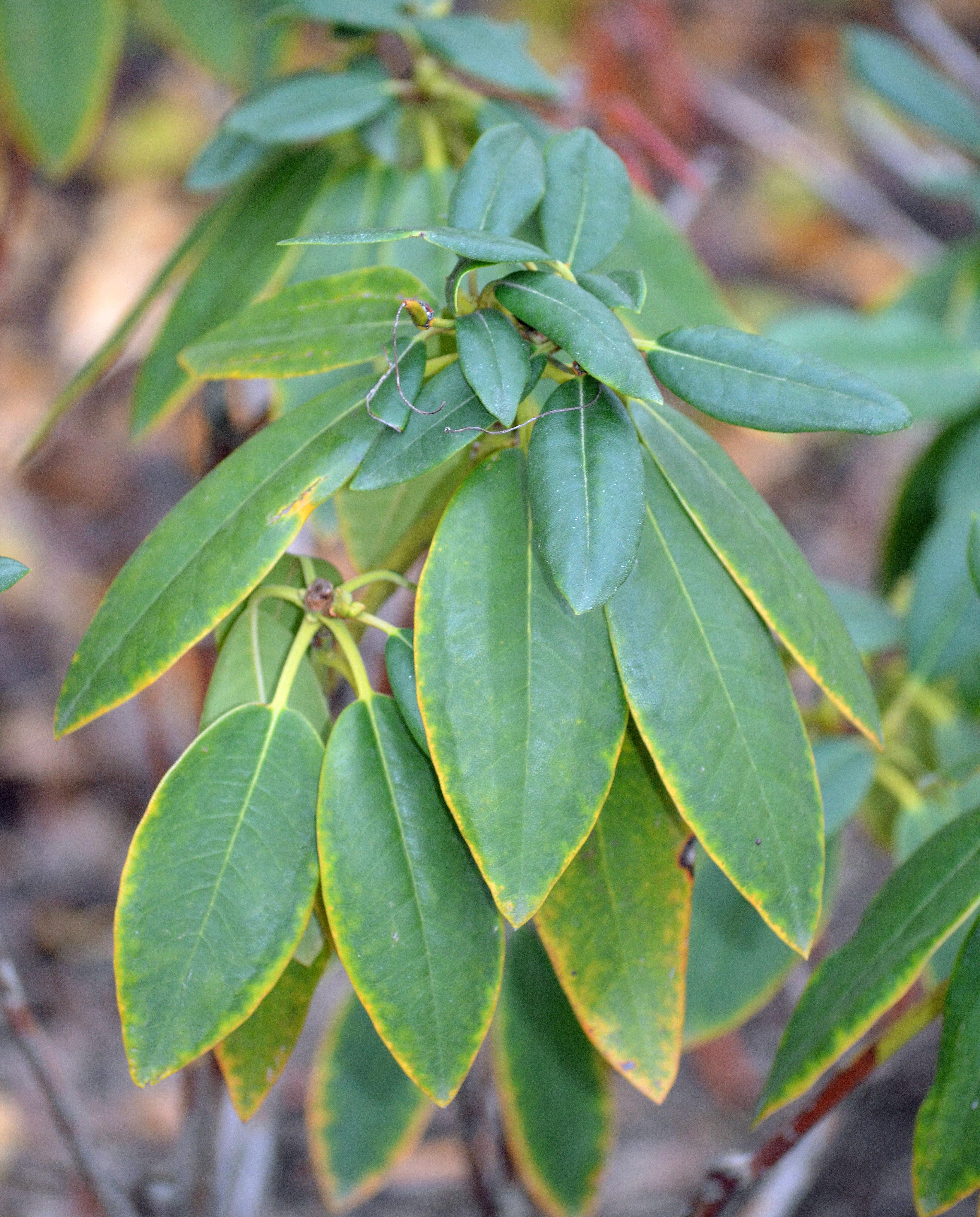 Rhododendron catawbiense ‘Lee’s Dark Purple’ – Purdue Arboretum Explorer