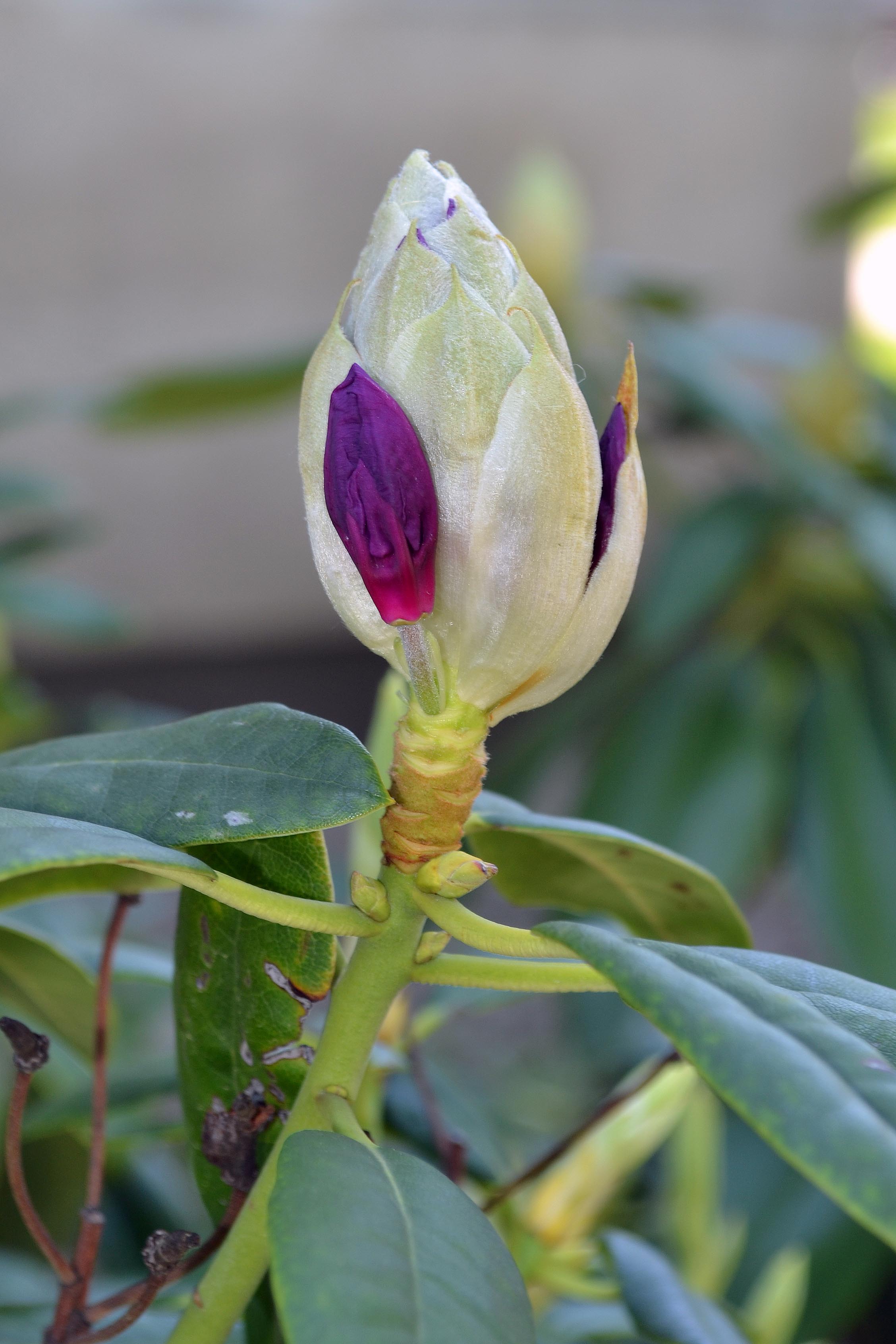 Rhododendron catawbiense ‘Lee’s Dark Purple’ – Purdue Arboretum Explorer