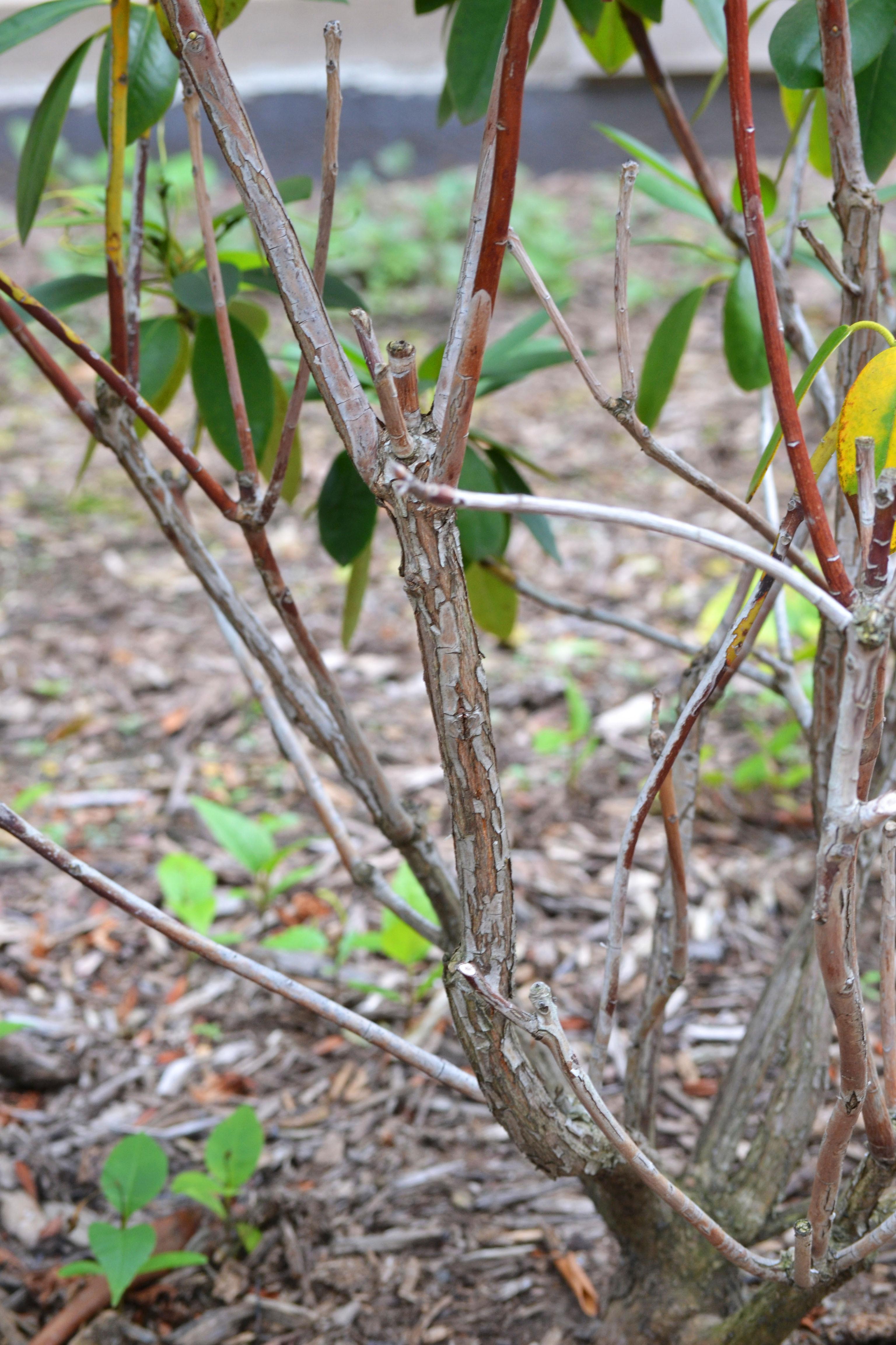 Rhododendron catawbiense ‘Lee’s Dark Purple’ – Purdue Arboretum Explorer