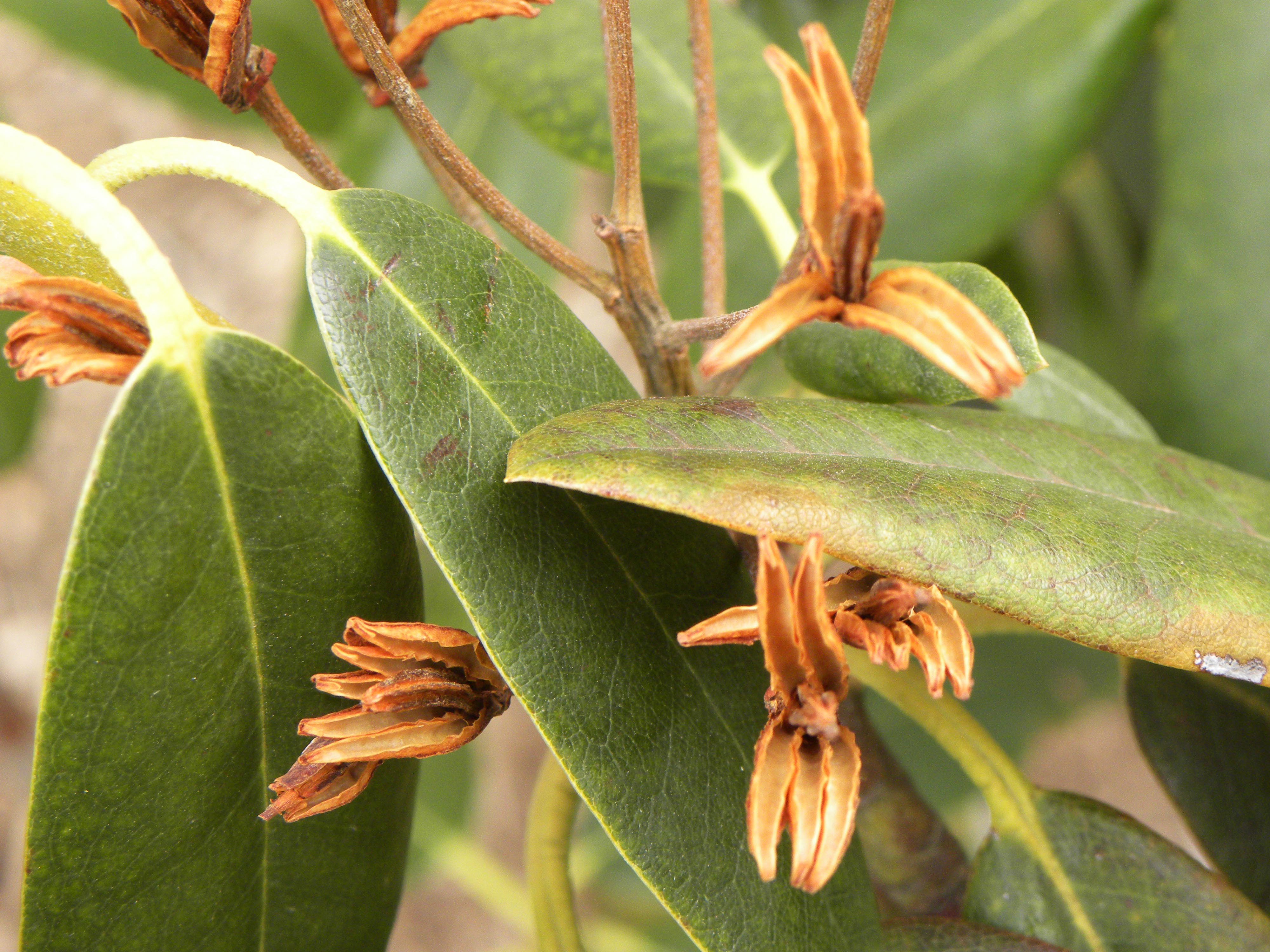 Rhododendron catawbiense ‘Lee’s Dark Purple’ – Purdue Arboretum Explorer