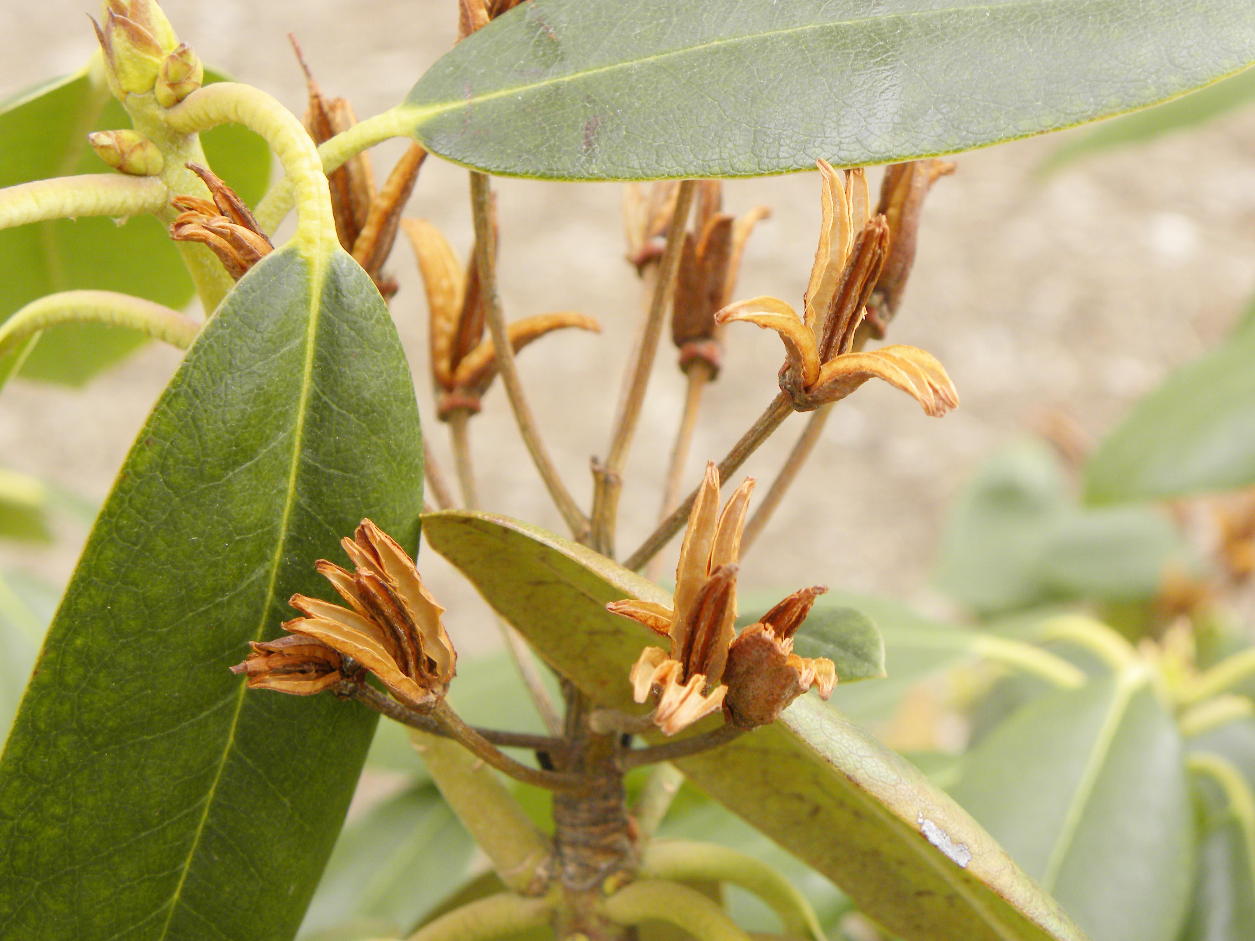 Rhododendron catawbiense ‘Lee’s Dark Purple’ – Purdue Arboretum Explorer