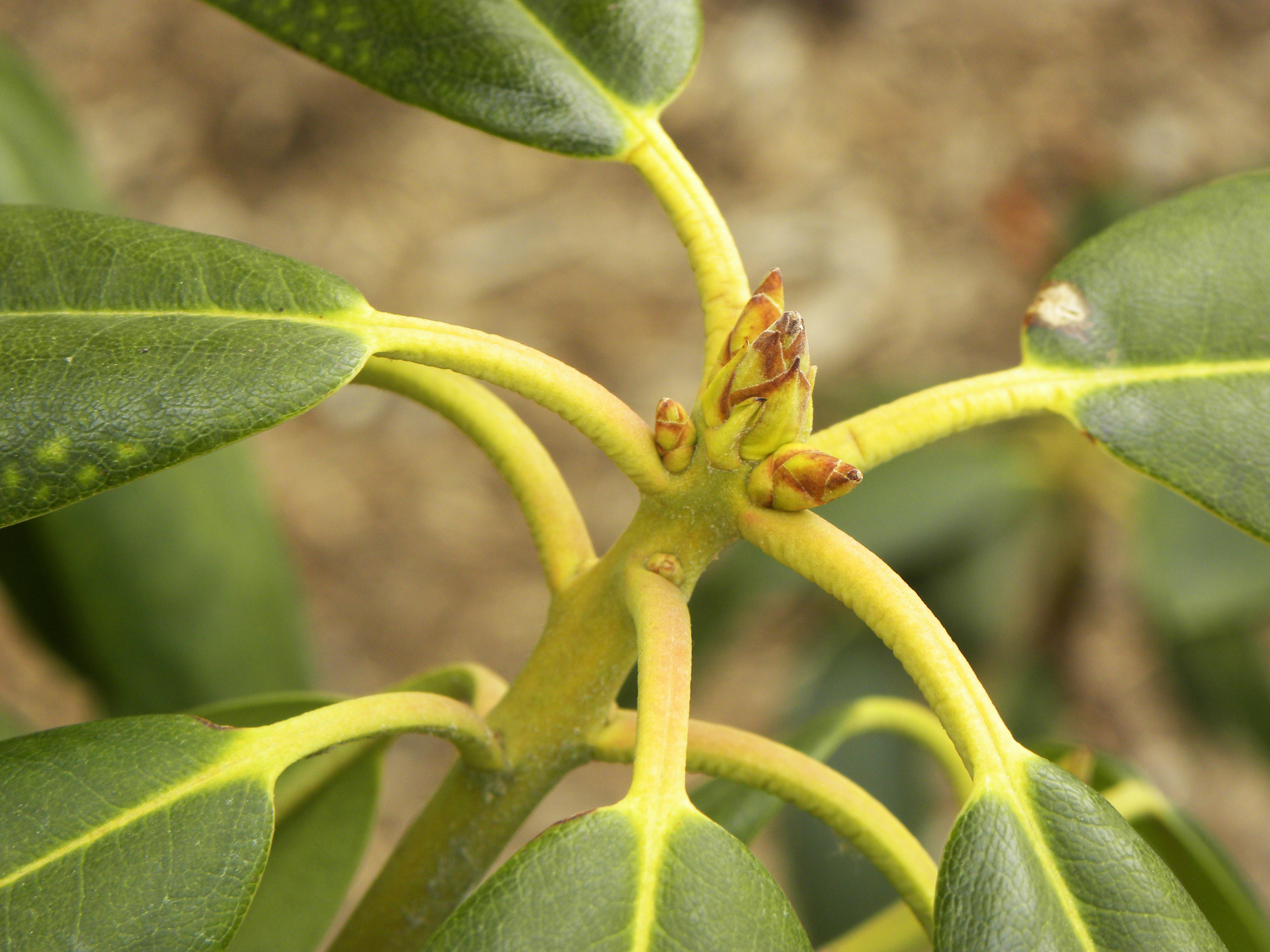 Rhododendron catawbiense ‘Lee’s Dark Purple’ – Purdue Arboretum Explorer