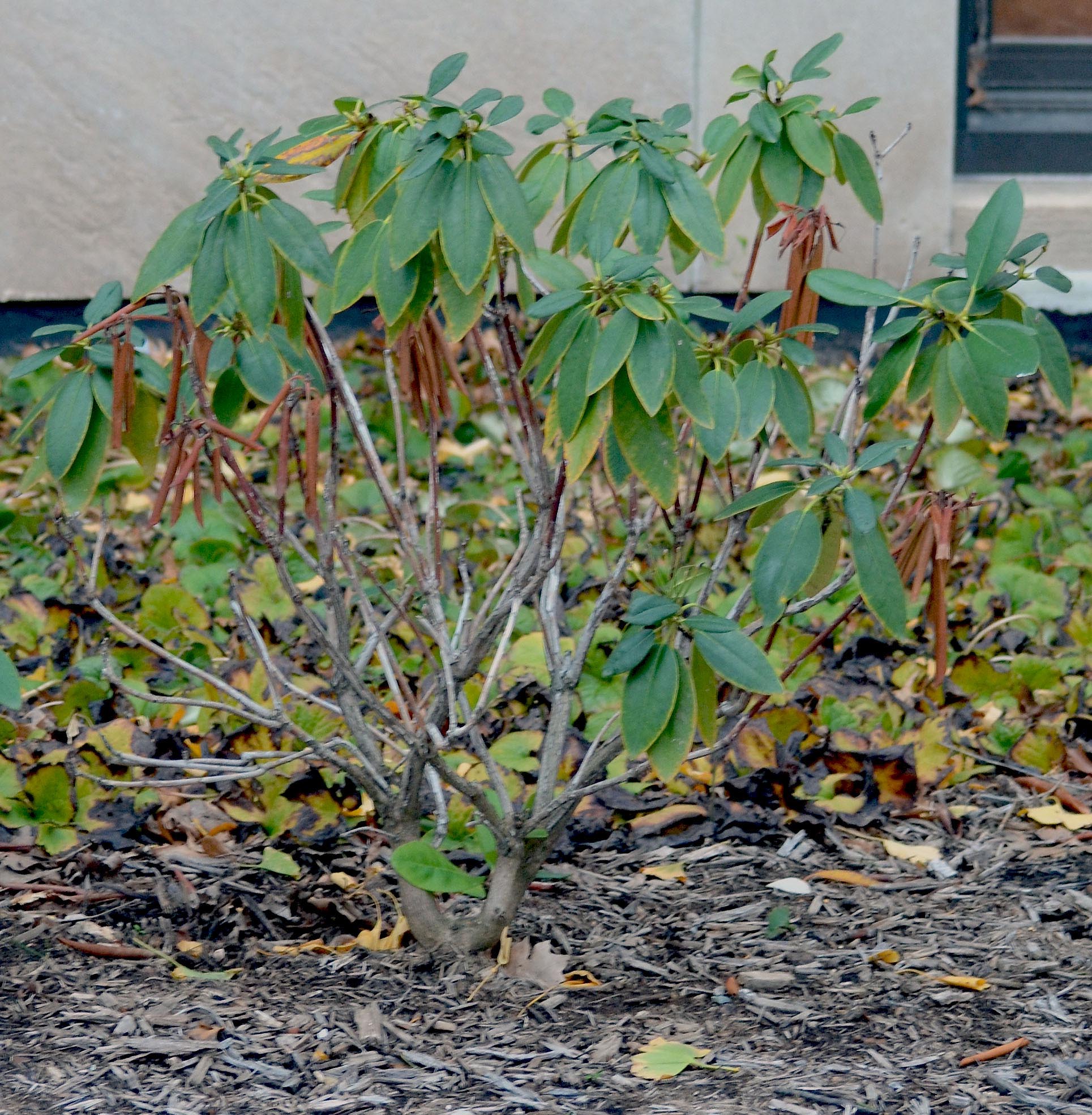 Rhododendron catawbiense ‘Lee’s Dark Purple’ – Purdue Arboretum Explorer