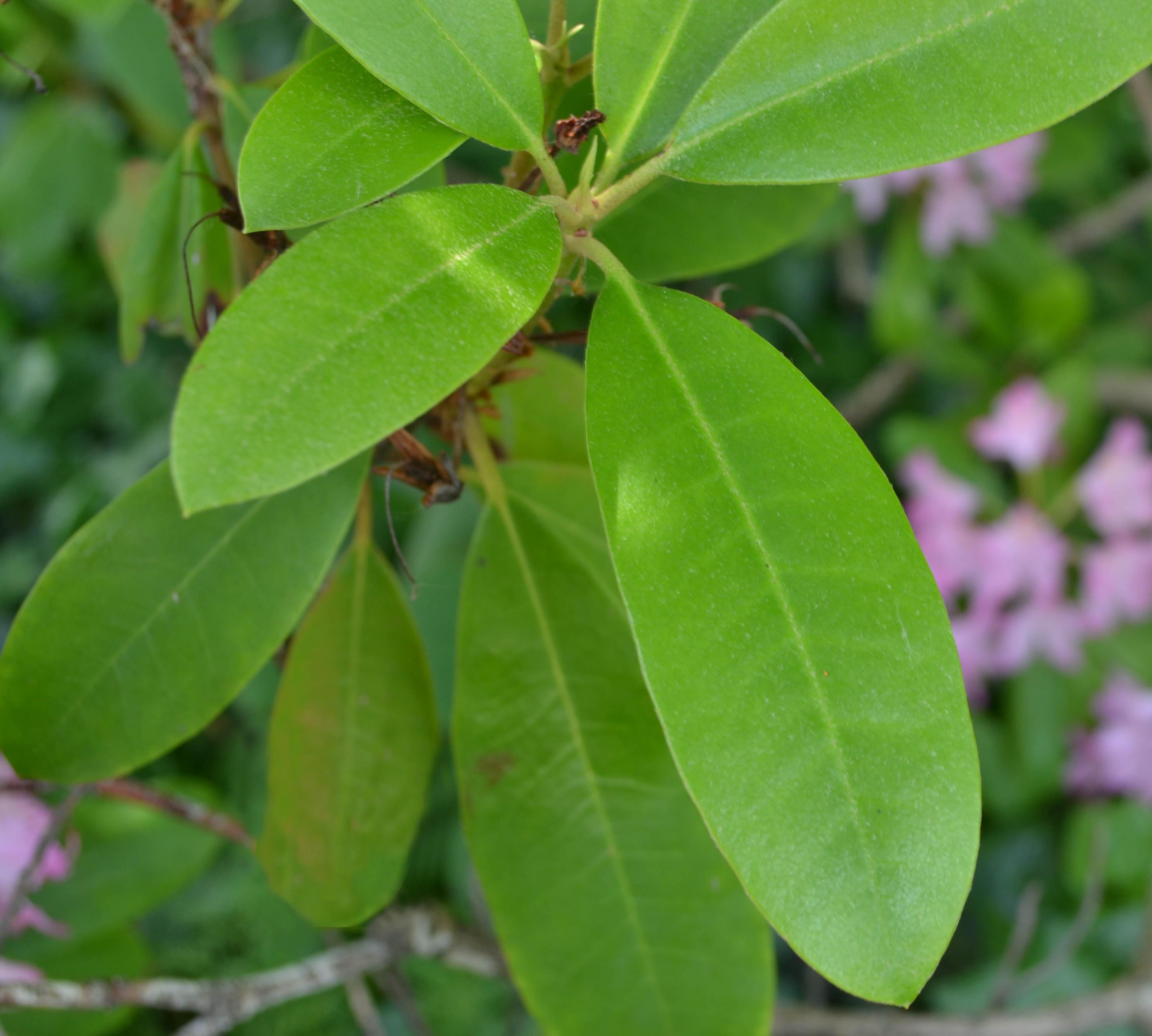Rhododendron maximum ‘Roseum’ – Purdue Arboretum Explorer