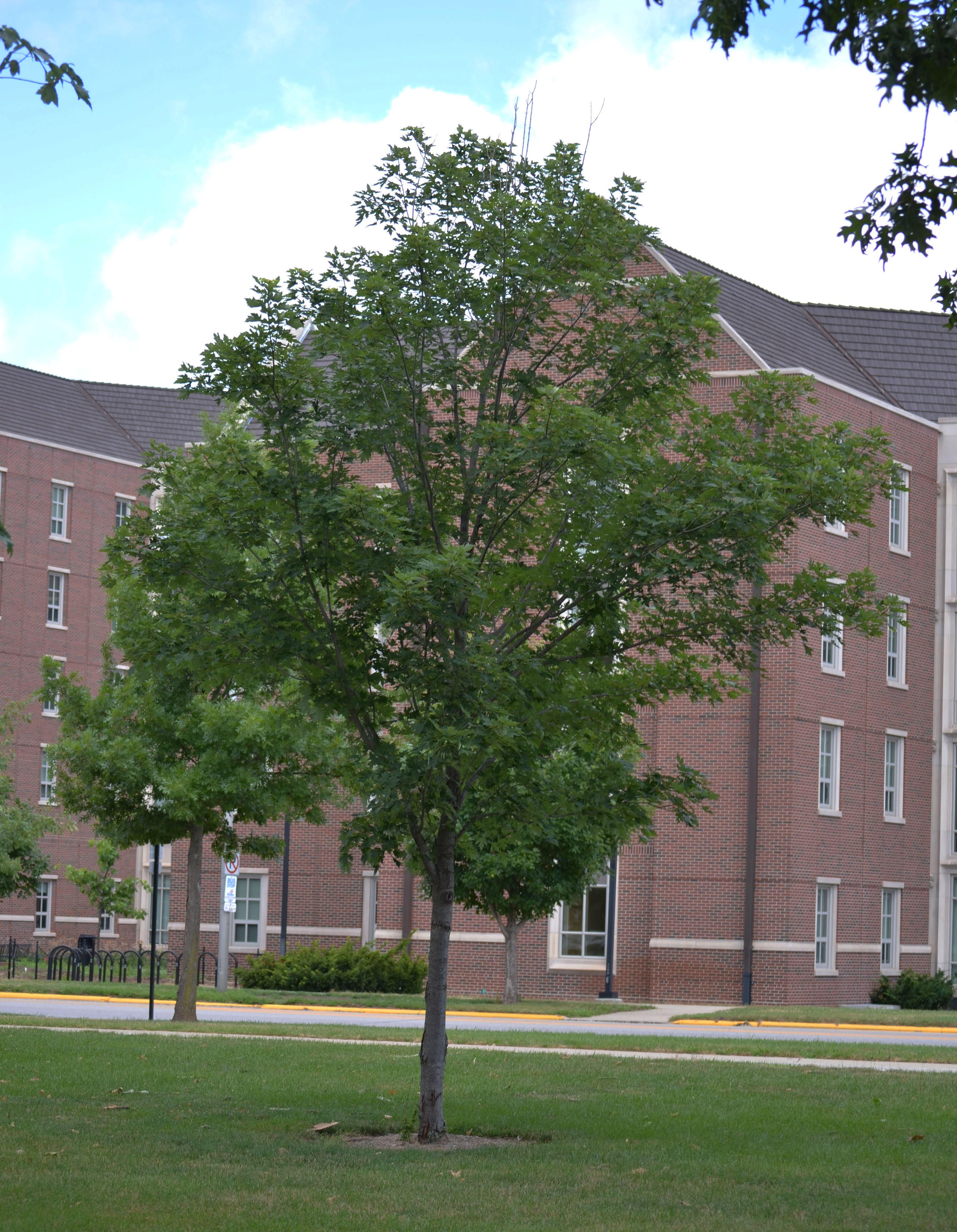 Acer × freemanii ‘Celzam’ [sold as Celebration®] – Purdue Arboretum ...