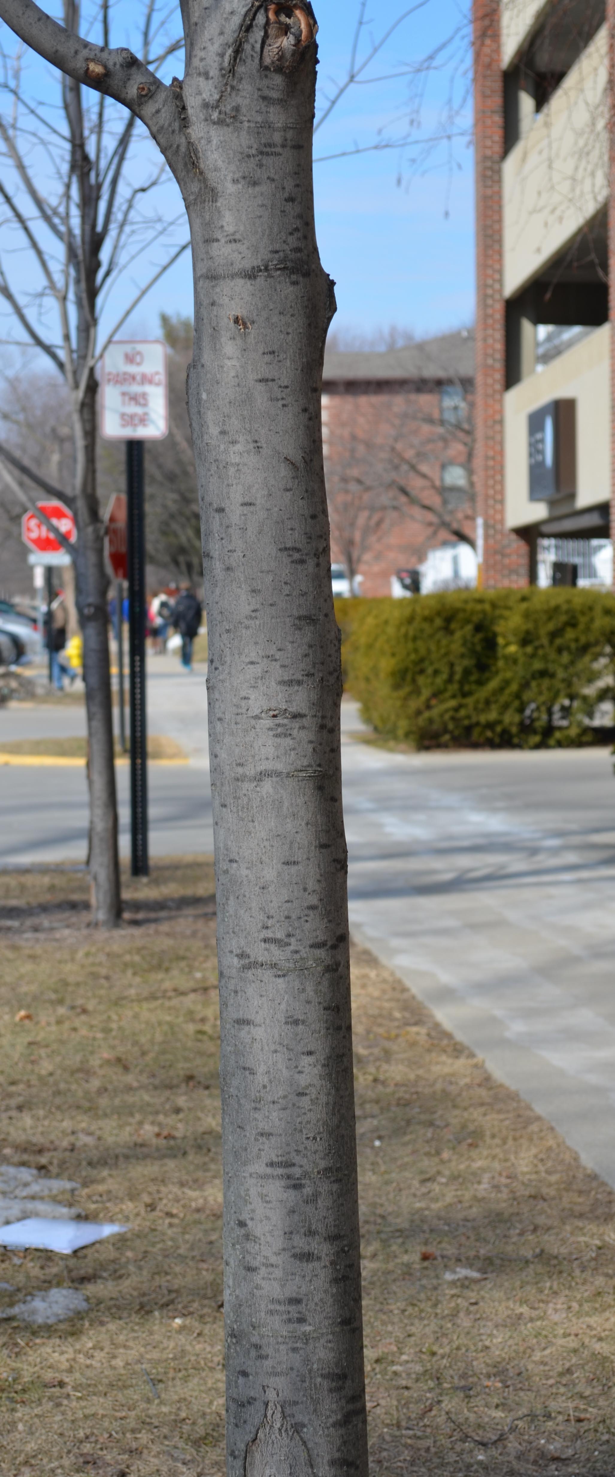 Acer × freemanii ‘Marmo’ – Purdue Arboretum Explorer