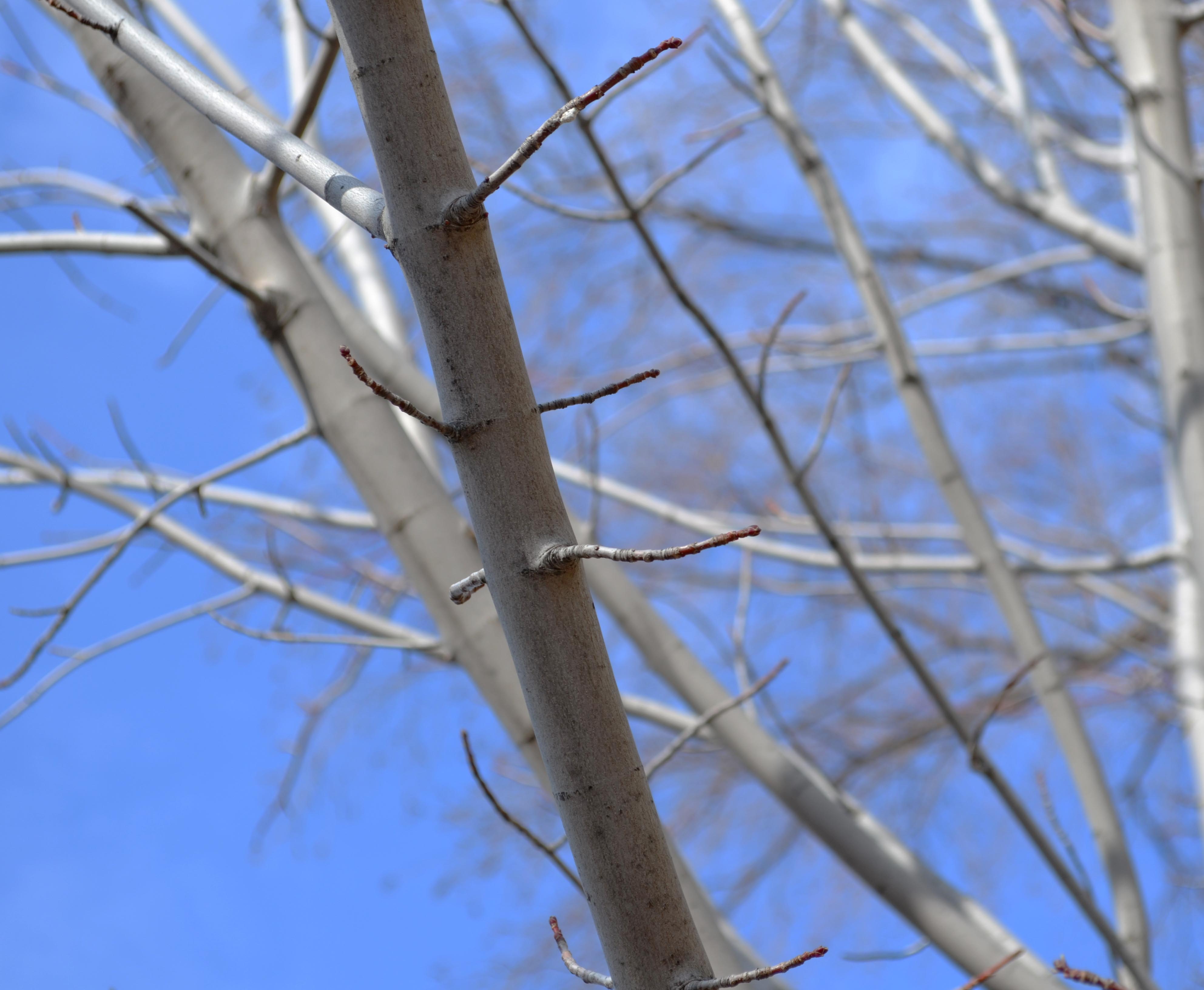 Acer × freemanii ‘Marmo’ – Purdue Arboretum Explorer